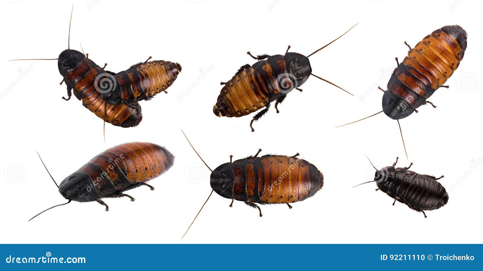 Blatta Isolata Su Fondo Bianco Fotografia Stock - Immagine di epidemia ...