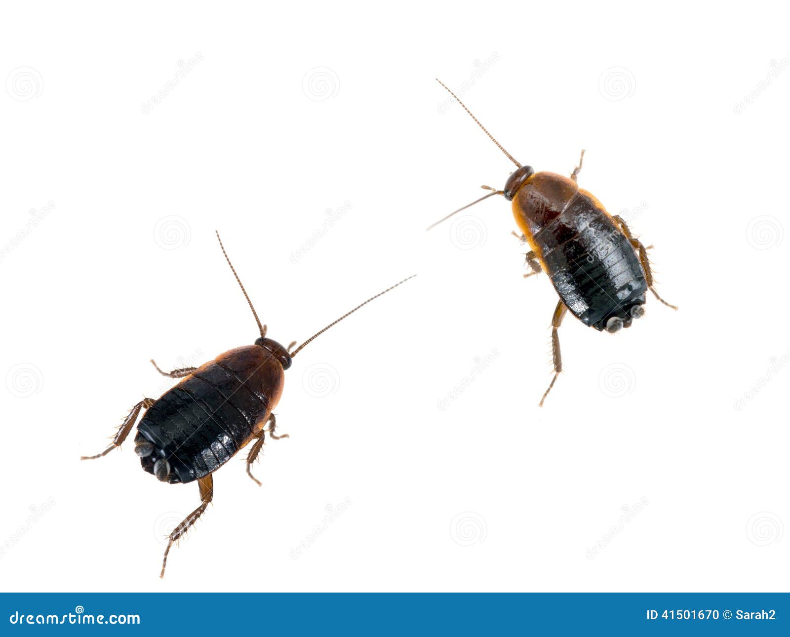 Blatta Orientalis - Common Black Cockroaches, White Background Stock ...