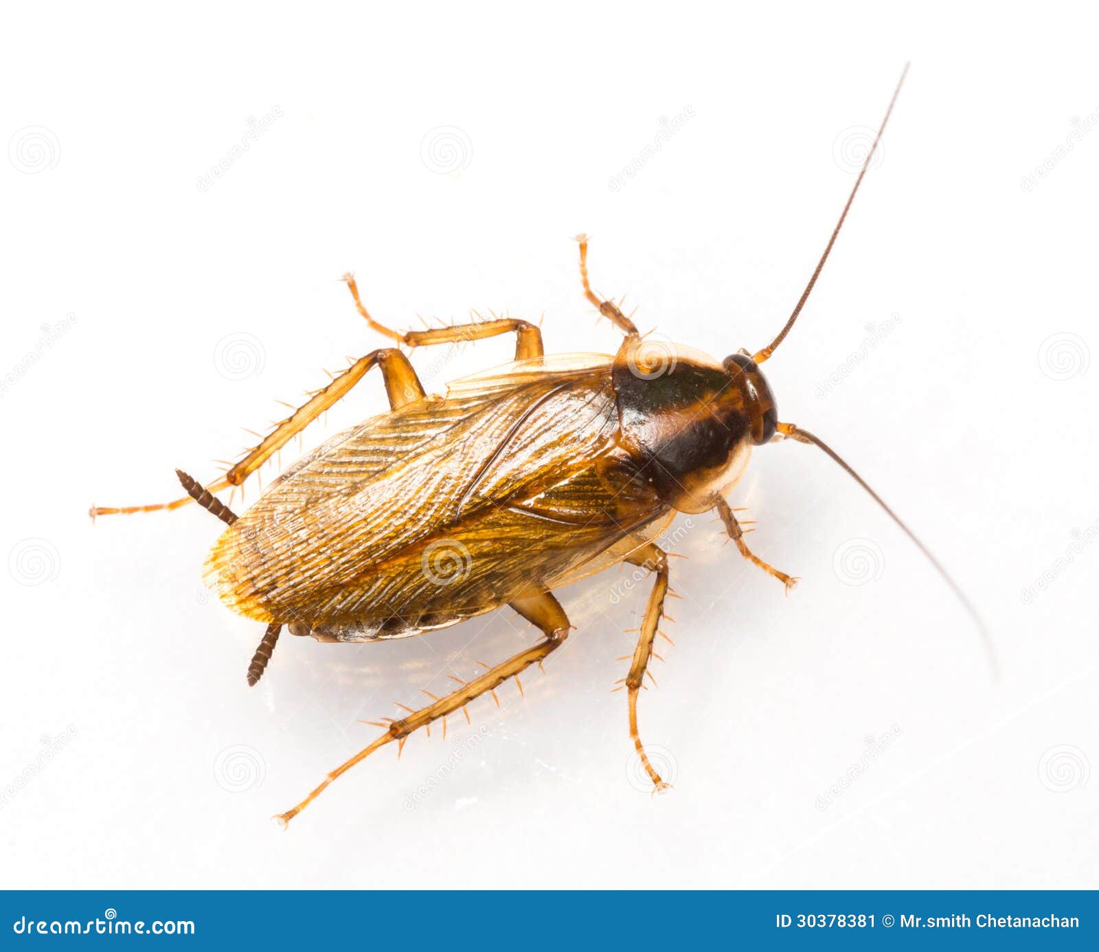 Blatta Tedesca Di Blattella Germanica Immagine Stock - Immagine di ...