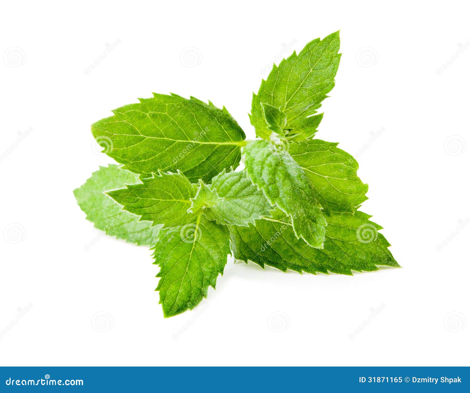 Blattgrüne Minze Auf Weißem Hintergrund Stockbild - Bild von spearmint ...