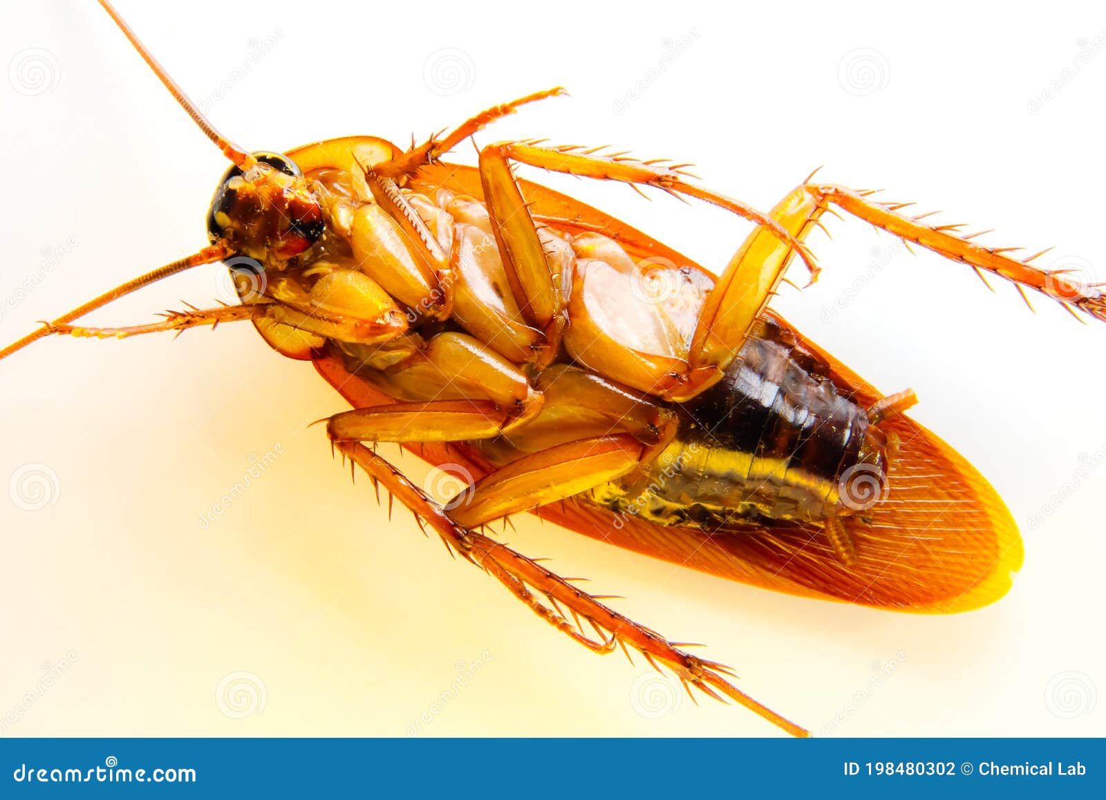 Blattodea slept stock photo. Image of bread, body, kitchen - 198480302