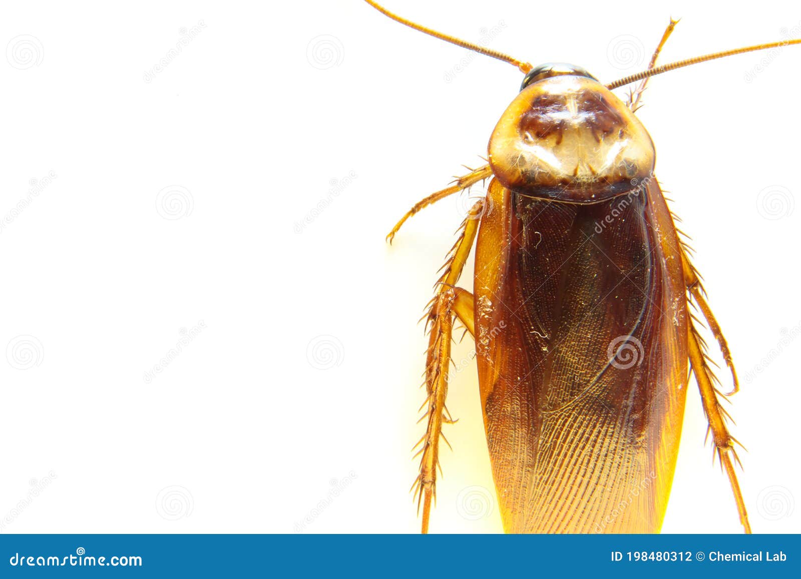 Blattodea slept stock photo. Image of detail, animal - 198480312