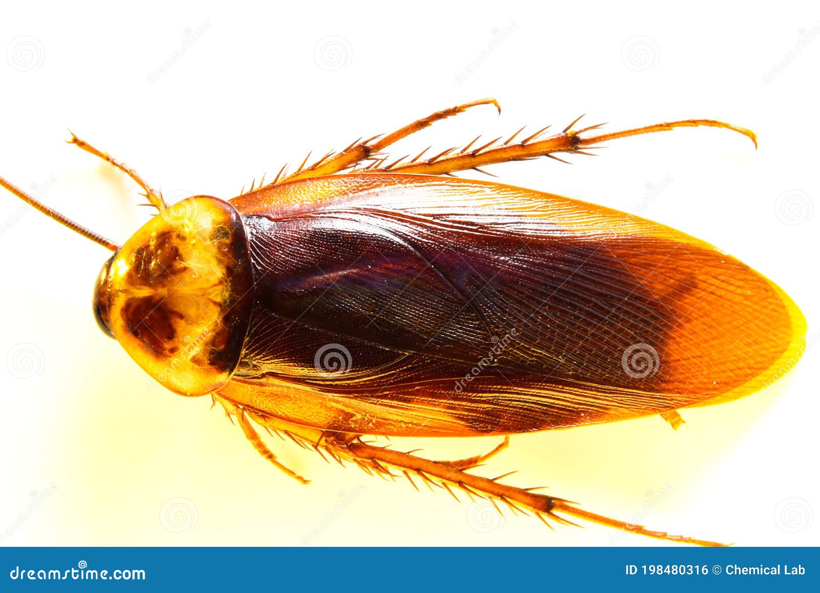 Blattodea slept stock photo. Image of cockroach, brown - 198480316