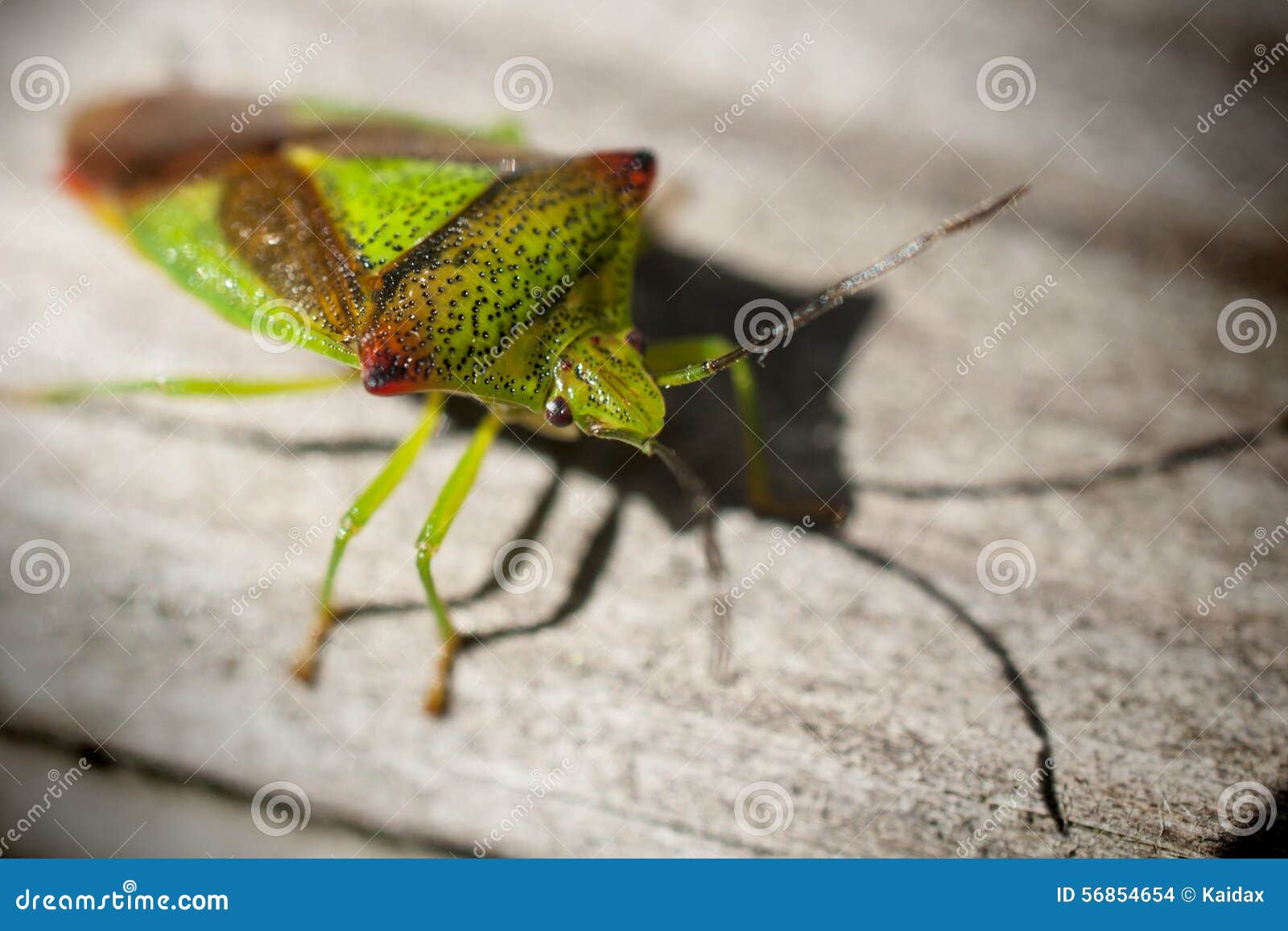 Blattwanze stockfoto. Bild von braun, stillstehen, geläufig - 56854654