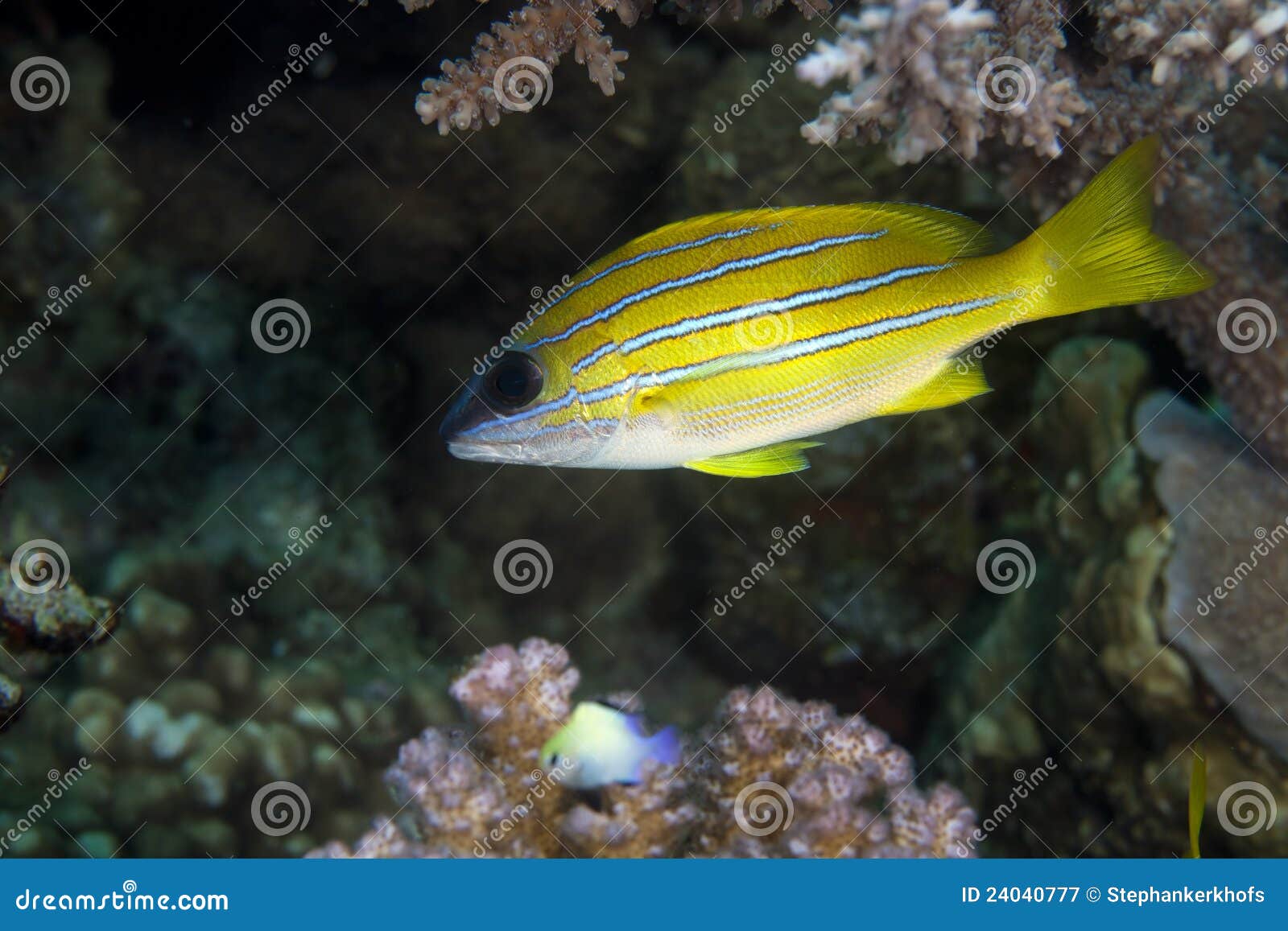 Blau-gestreifter Rotbarsch (Lutjanus Kasmira) Stockbild - Bild von ...