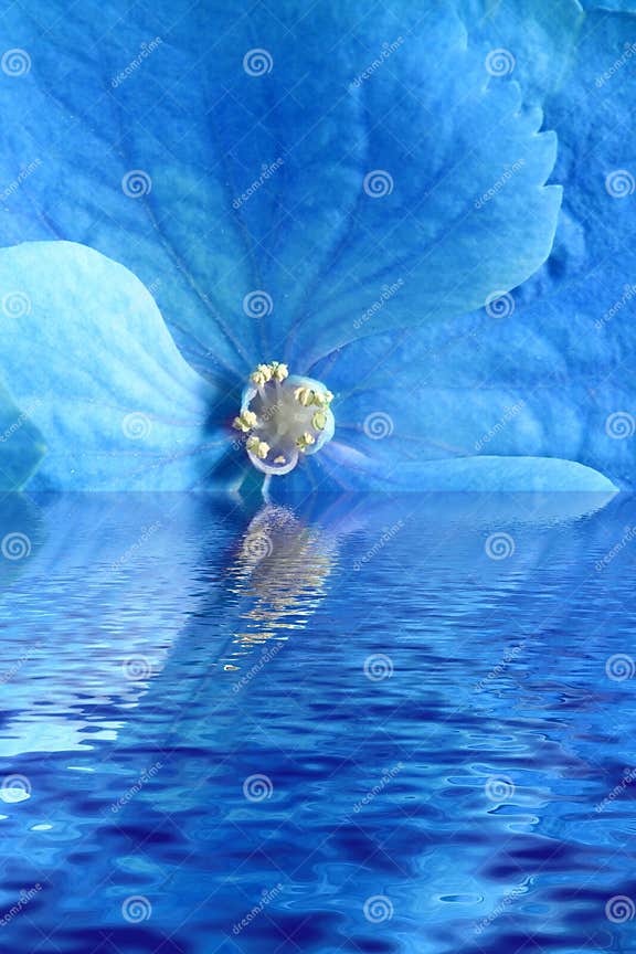 Blaue Blume im Wasser stockbild. Bild von pflanzen, sonderkommando ...