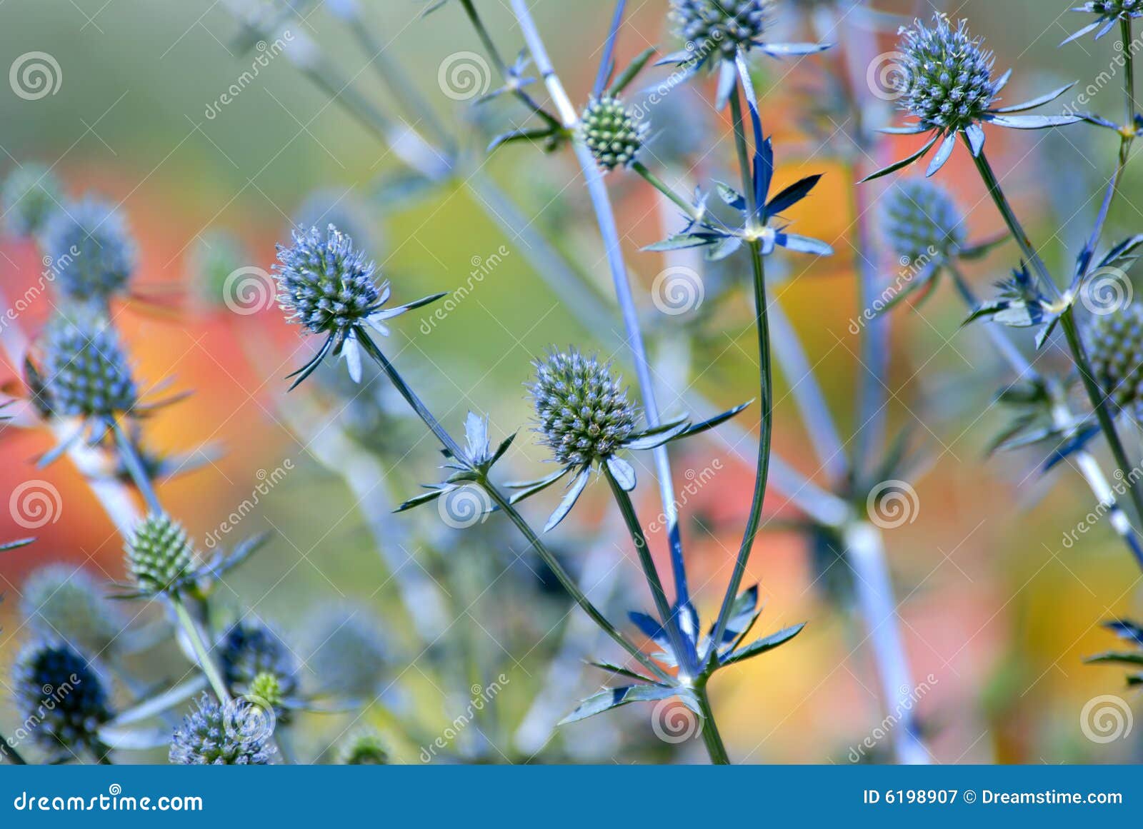 Blaue Kugel-Distel stockbild. Bild von knospe, garten - 6198907