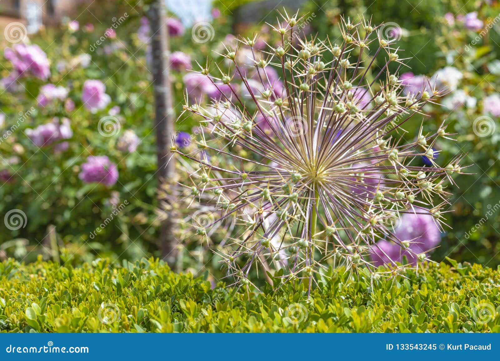 Blaue Kugel-Distel Echinops Bannaticus Alias Stockbild - Bild von ...