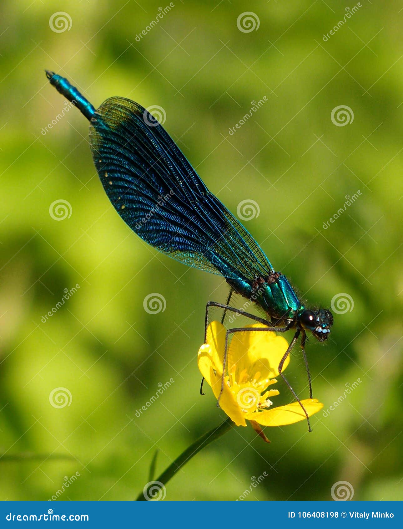 Blaue Libelle stockfoto. Bild von blume, blau, gras - 106408198