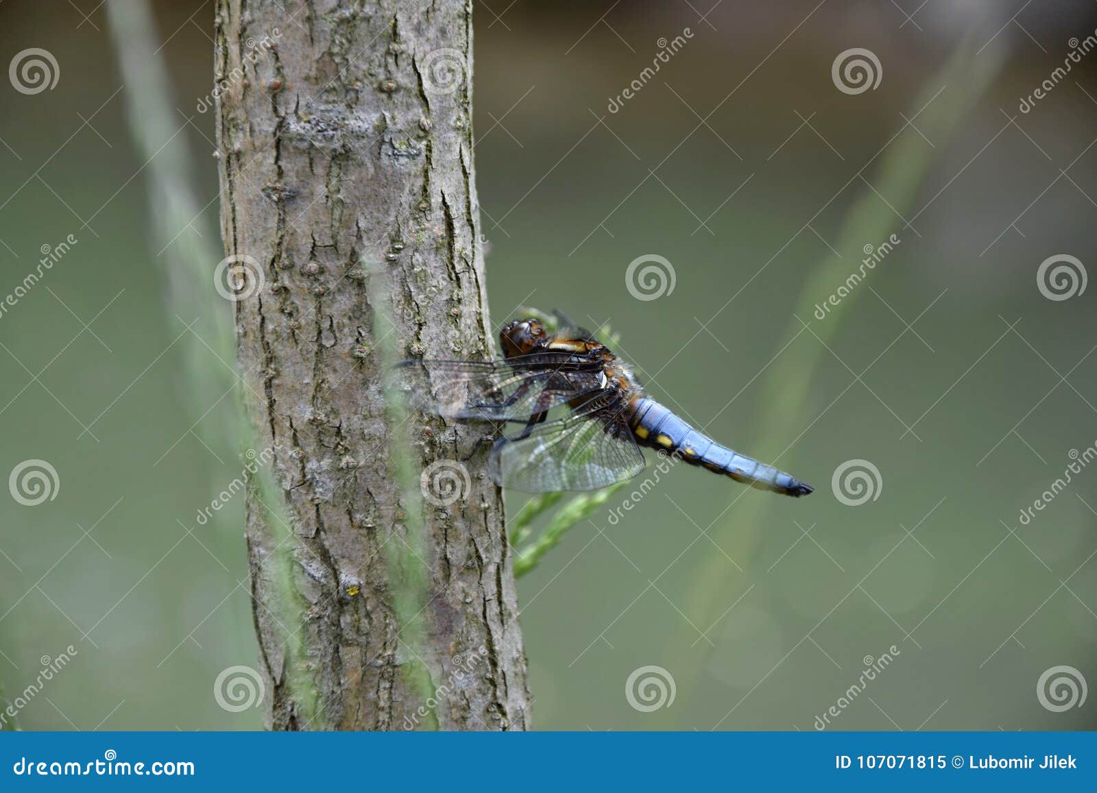 Blaue Libelle Auf Dem Baumstamm Einer Weide Nahe Dem Teich - Odonata ...