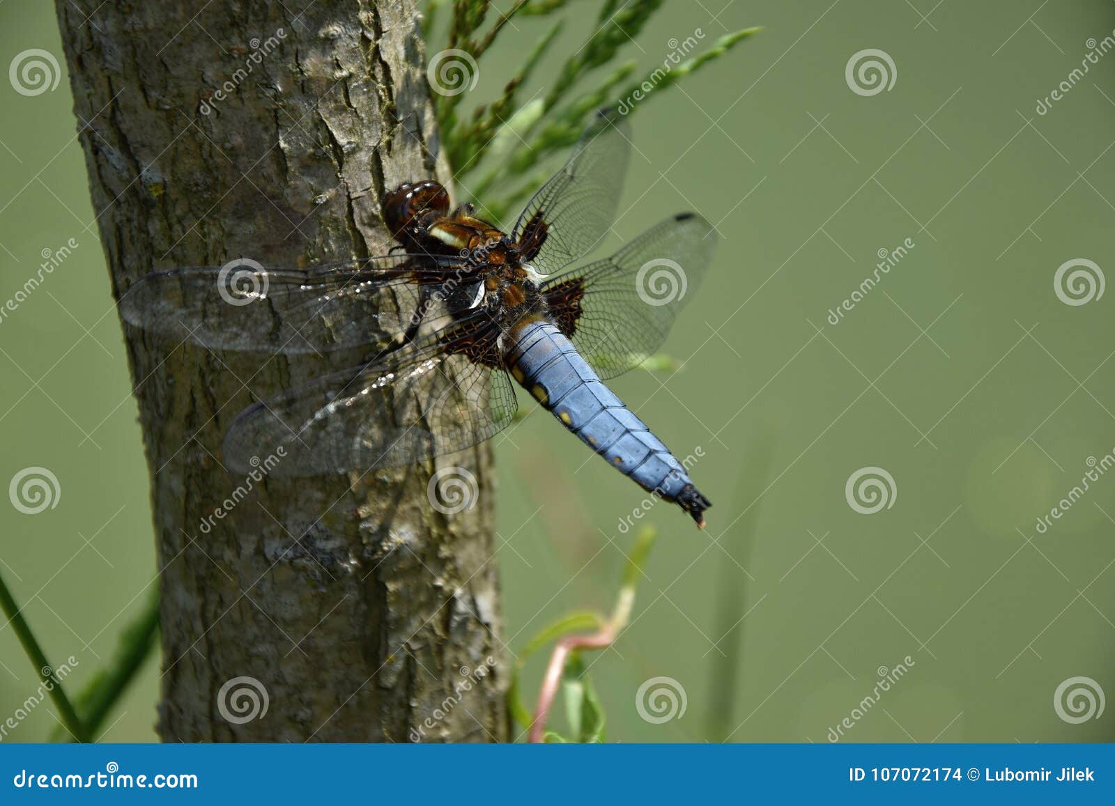 Blaue Libelle Auf Dem Baumstamm Einer Weide Nahe Dem Teich - Odonata ...
