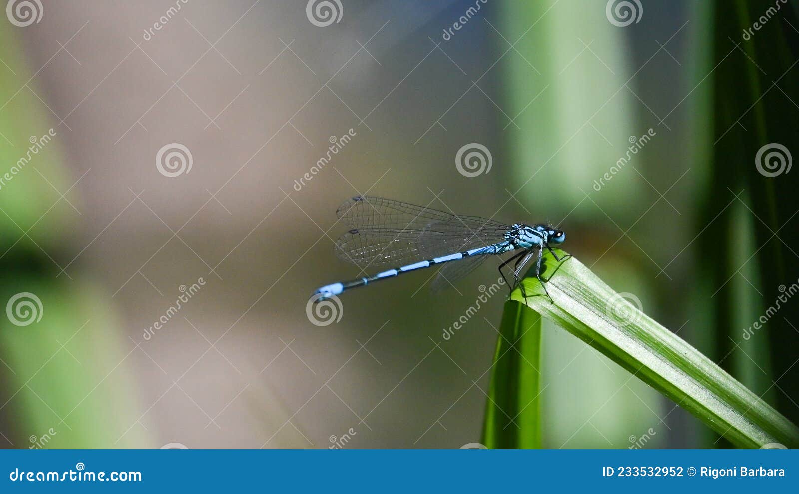 Blaue Libelle Auf Der Grashalde Stockfoto - Bild von wald, rasen: 233532952