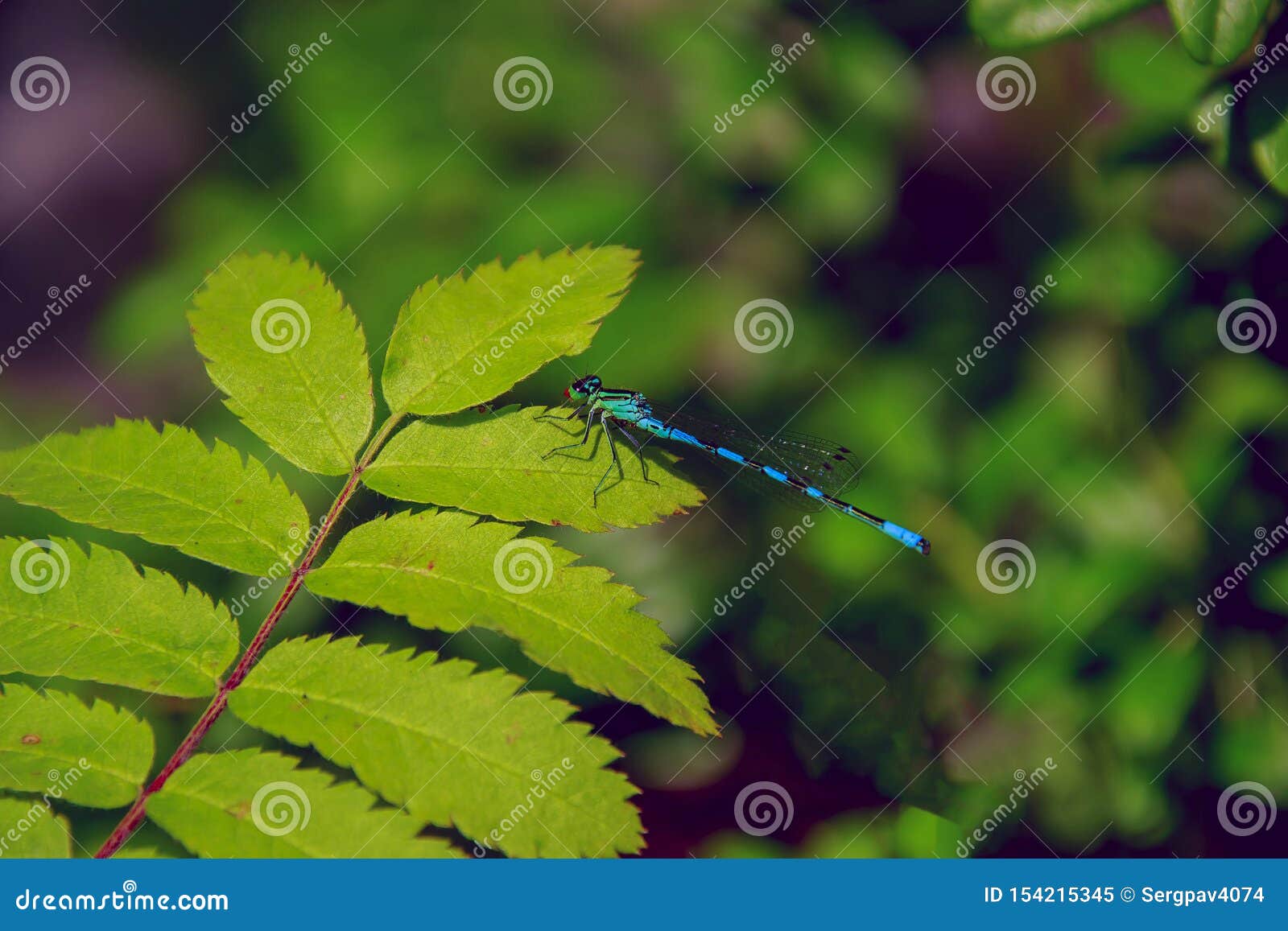 Blaue Libelle Auf Einem Blatt Stockbild - Bild von garten, laub: 154215345