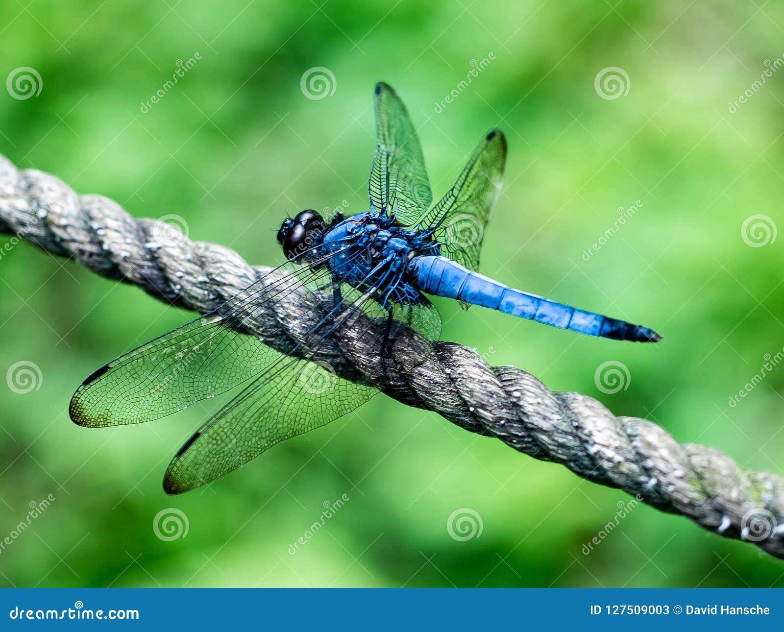 Blaue Libelle Auf Einem Seilzaun 4 Stockbild - Bild von grün ...