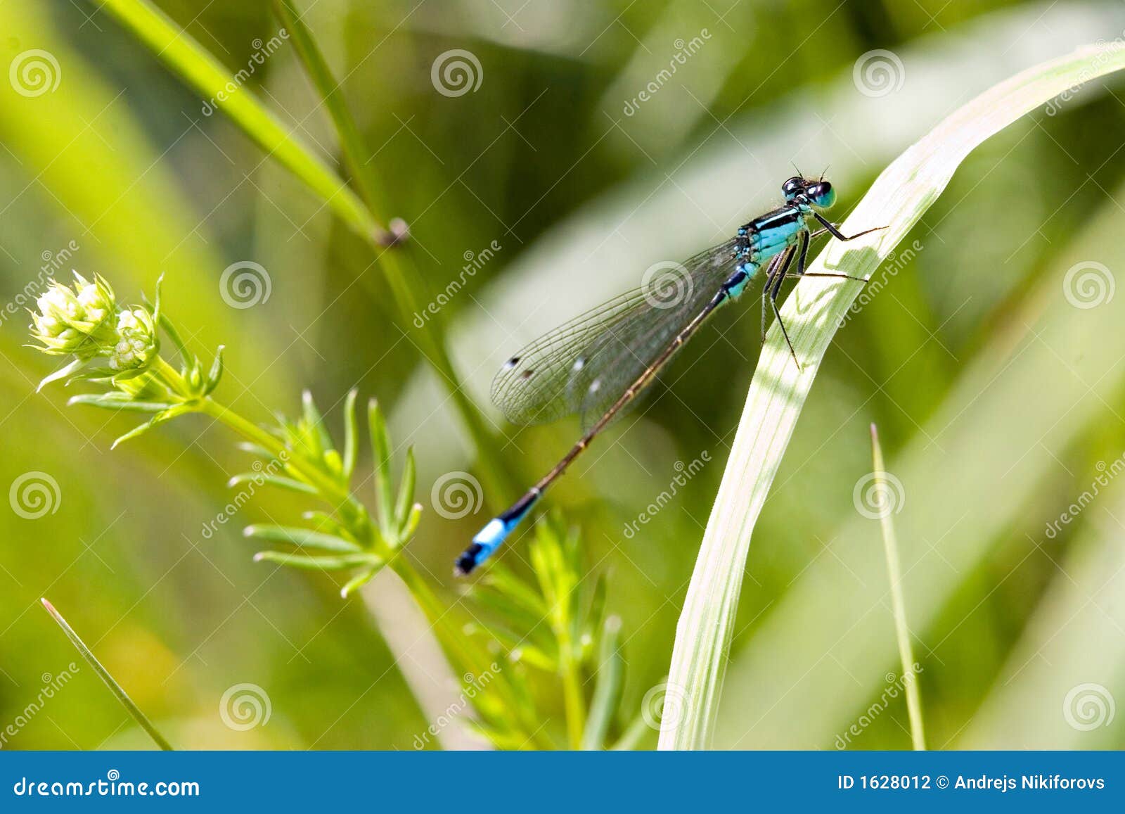 Blaue Libelle auf Teich stockfoto. Bild von park, sommer - 1628012