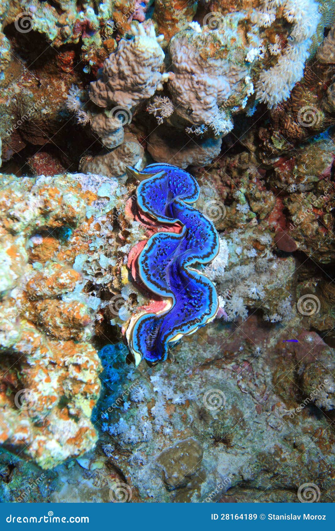 Blaue Muscheln Im Roten Meer Stockbild - Bild von wasser, ozean: 28164189