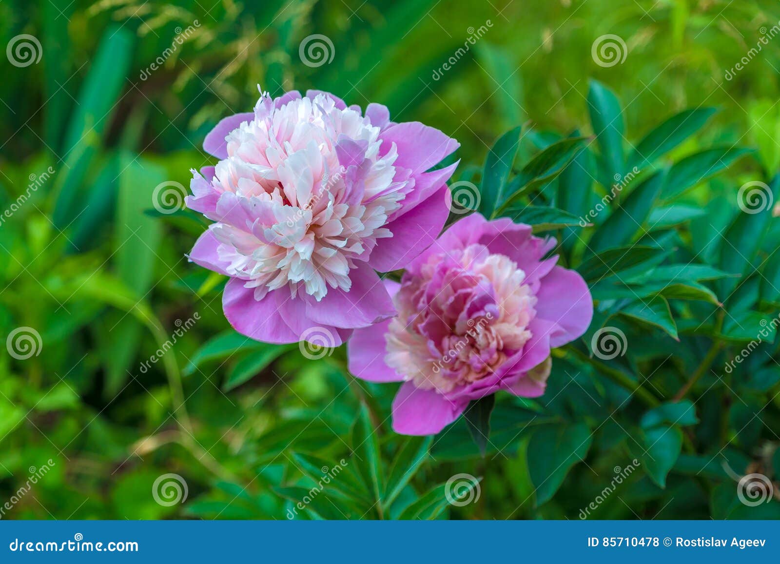 Blaue Pfingstrosenblume Im Sommergarten Stockfoto - Bild von blume ...