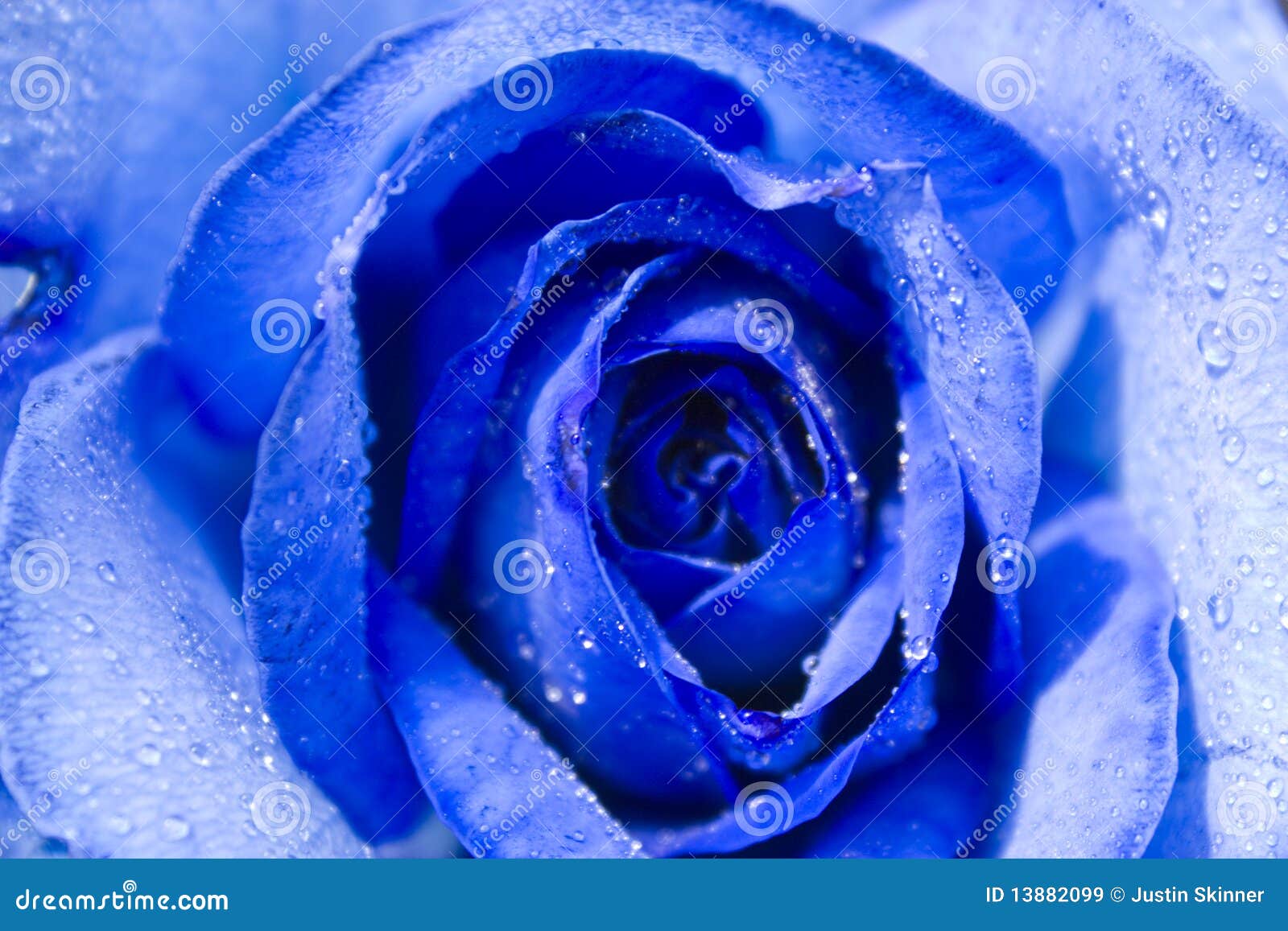 Blaue Rose mit Tau stockbild. Bild von blumenblätter - 13882099