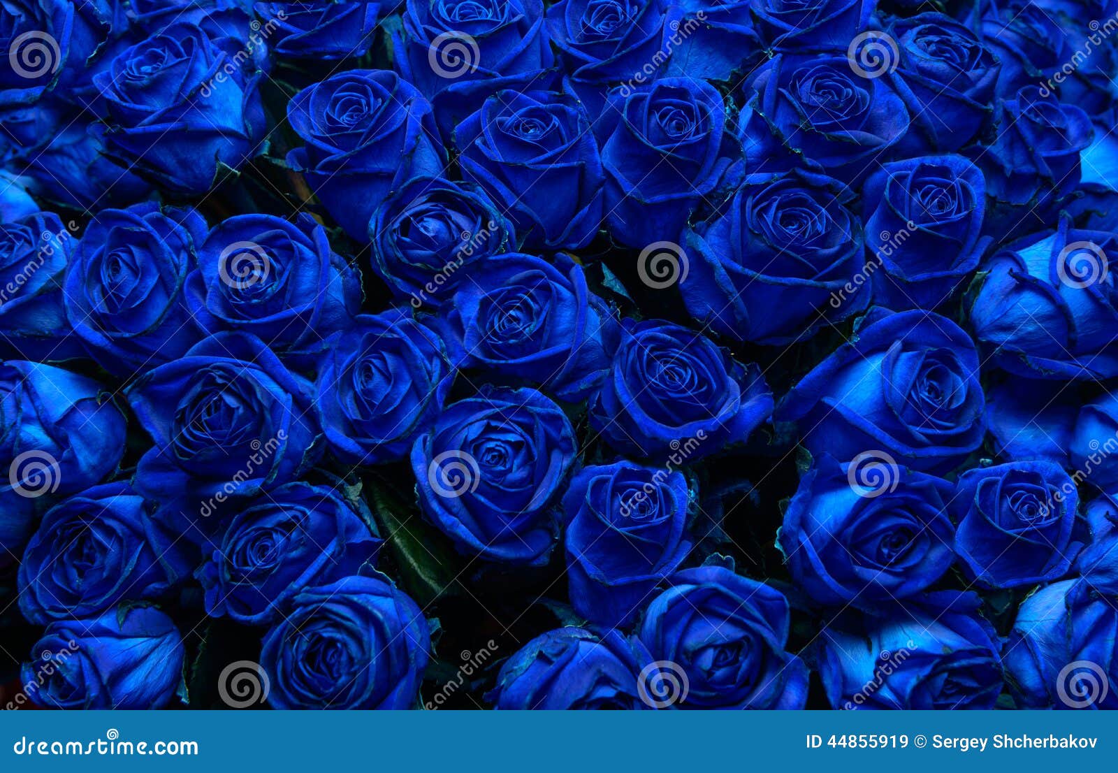 Blaue Rosen stockbild. Bild von bildschirmanzeige, pflanzen - 44855919