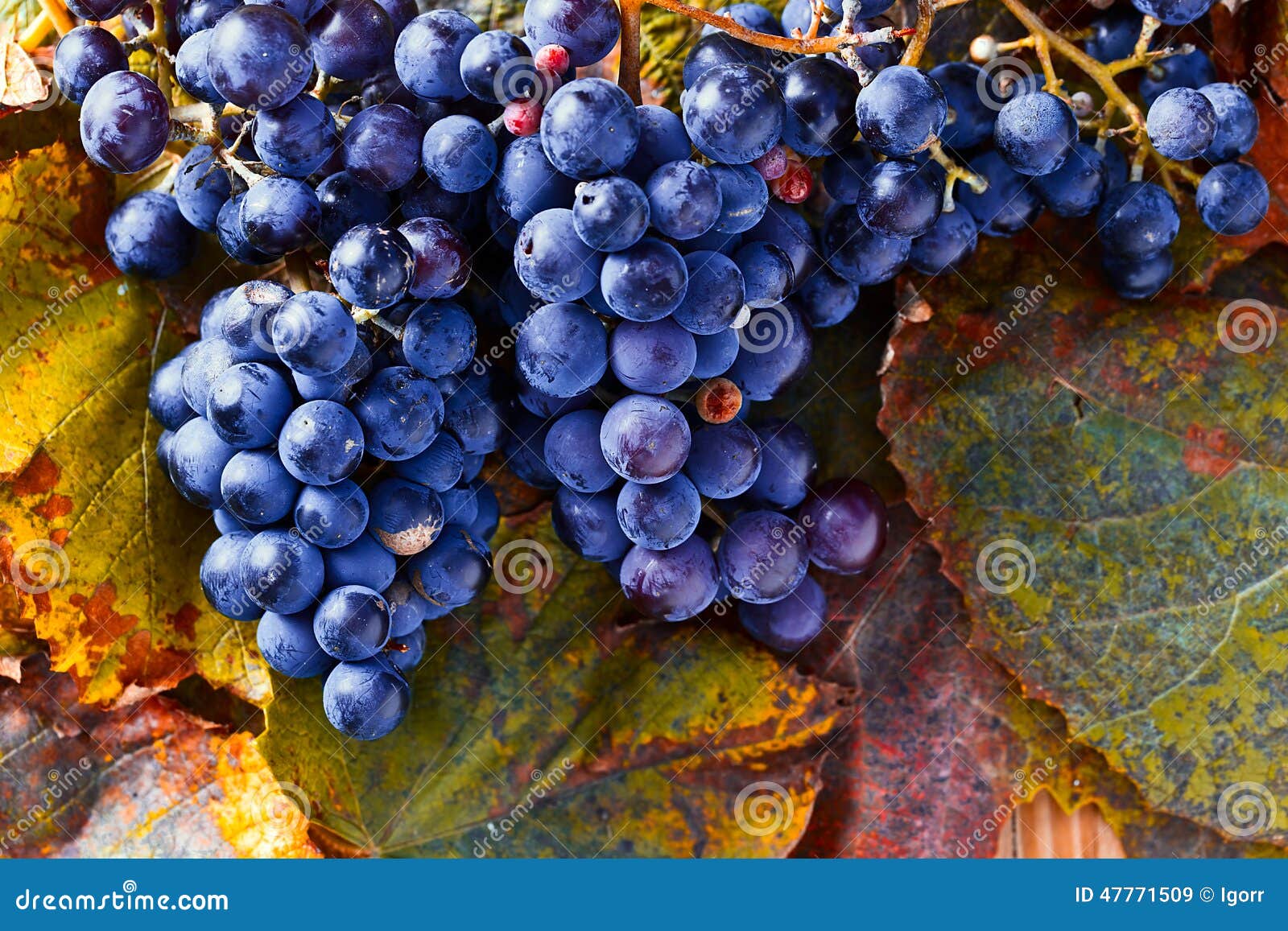 Blaue Traube stockbild. Bild von traube, saftig, landwirtschaft - 47771509