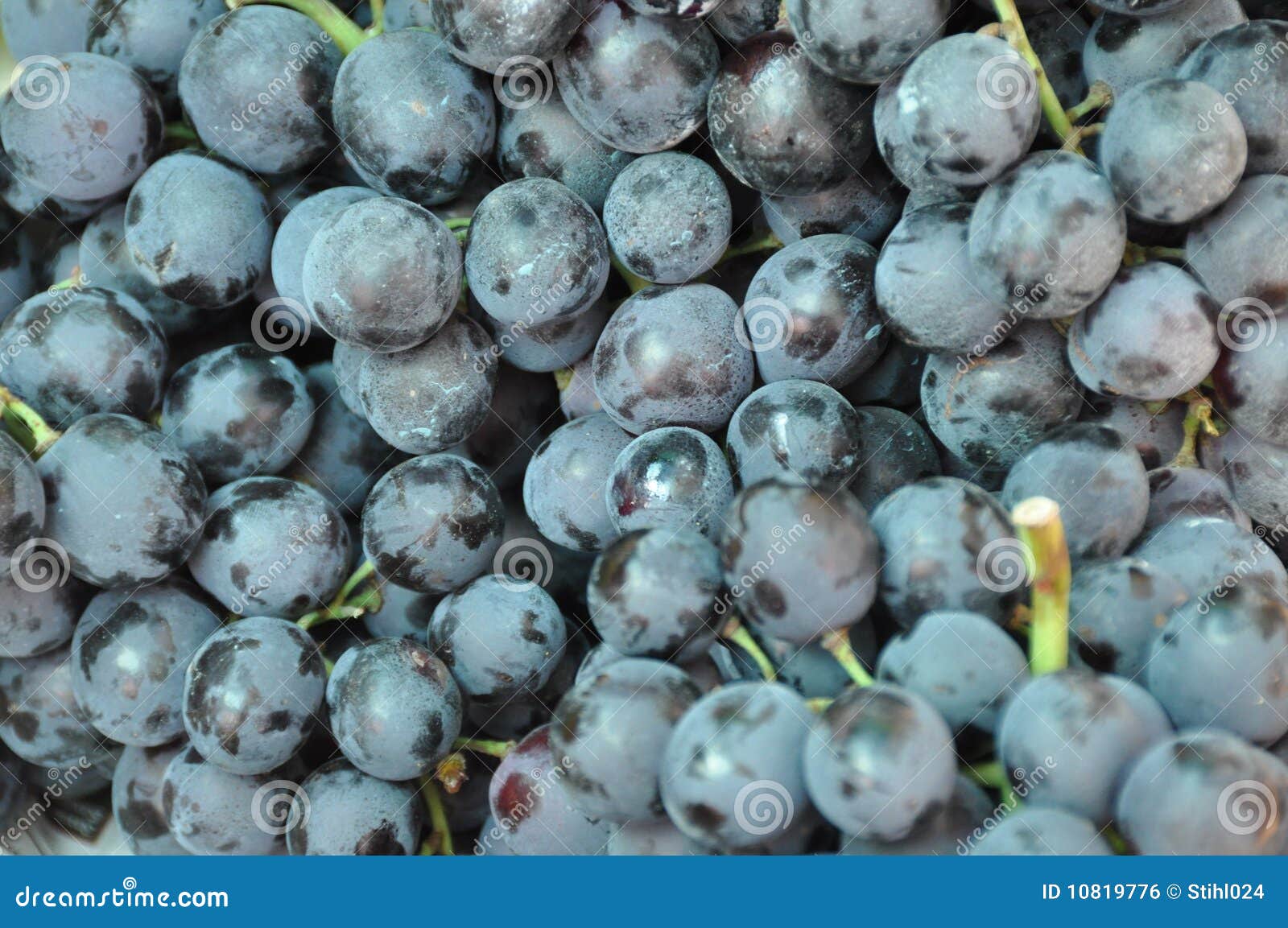 Blaue Trauben stockfoto. Bild von rebe, nahrung, bündel - 10819776