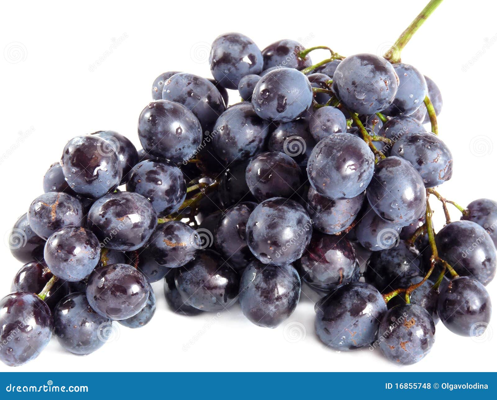 Blaue Trauben stockfoto. Bild von blau, getrennt, zweige - 16855748