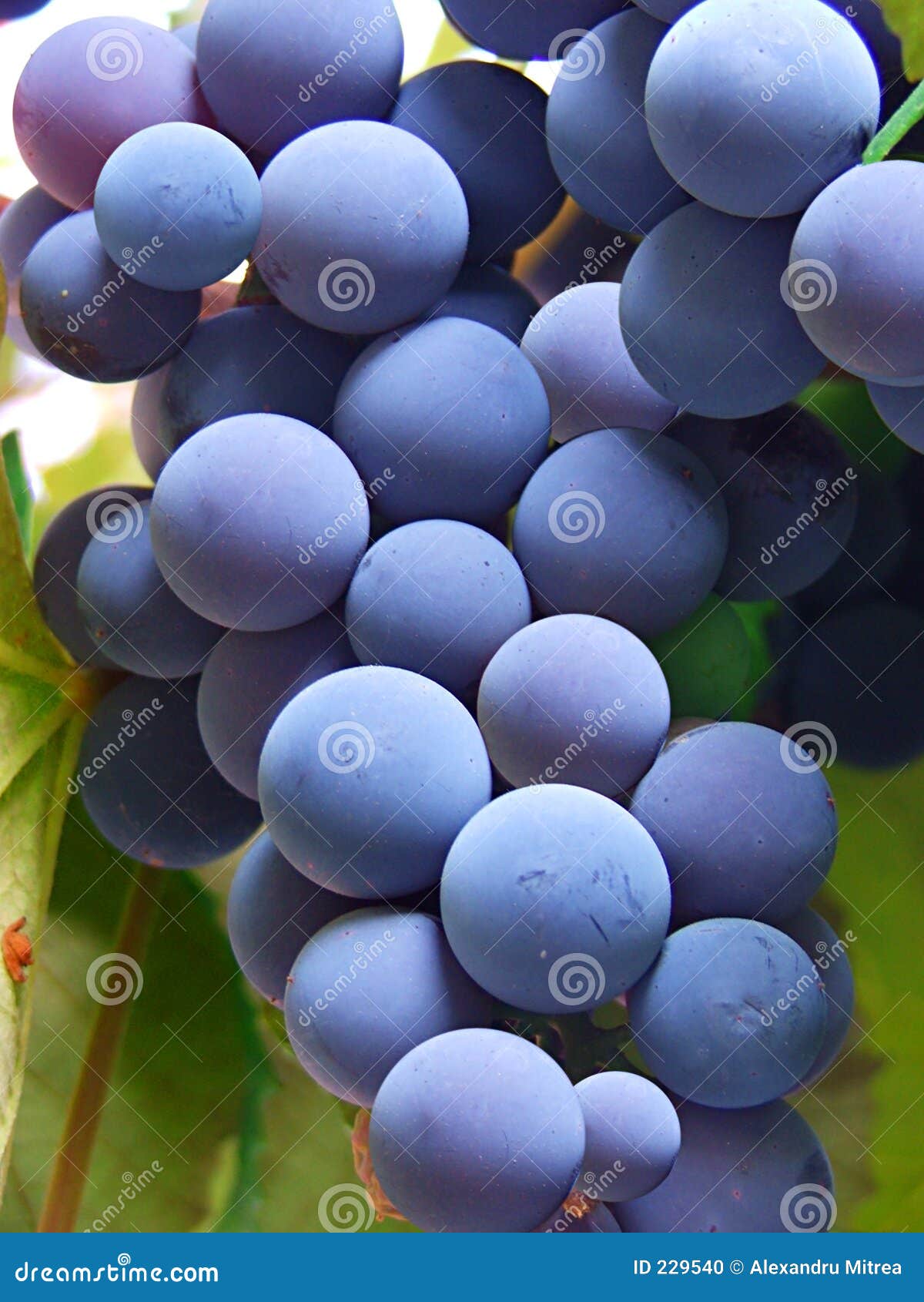 Blaue Trauben stockfoto. Bild von traube, trauben, bündel - 229540