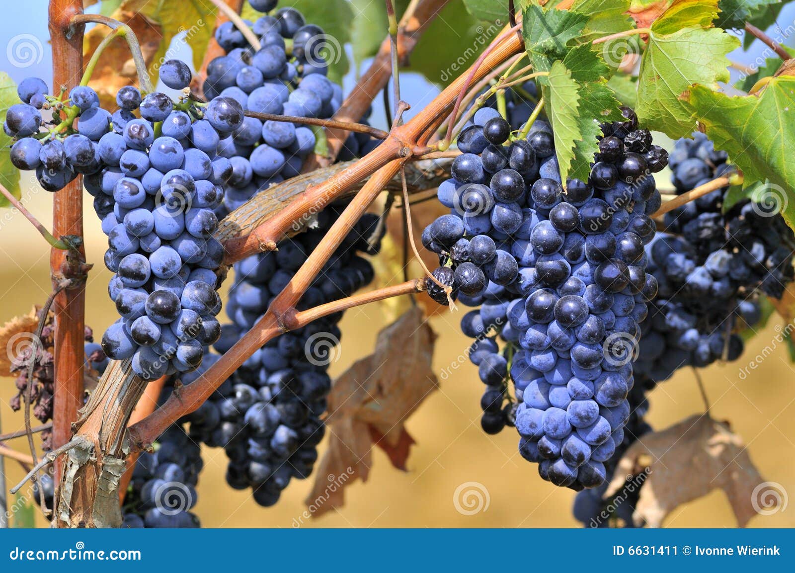 Blaue Trauben stockbild. Bild von blau, frucht, nahrung - 6631411