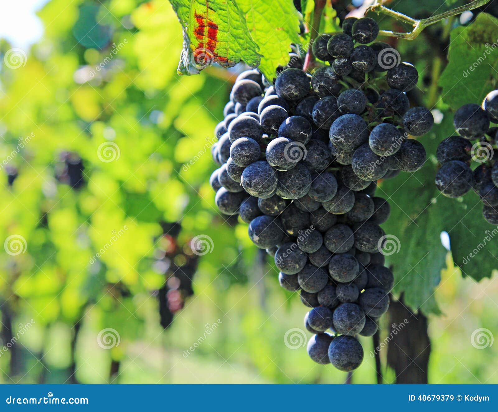 Blaue Trauben Der Rebe Auf Weinbergfeld Stockbild - Bild von gruppe ...