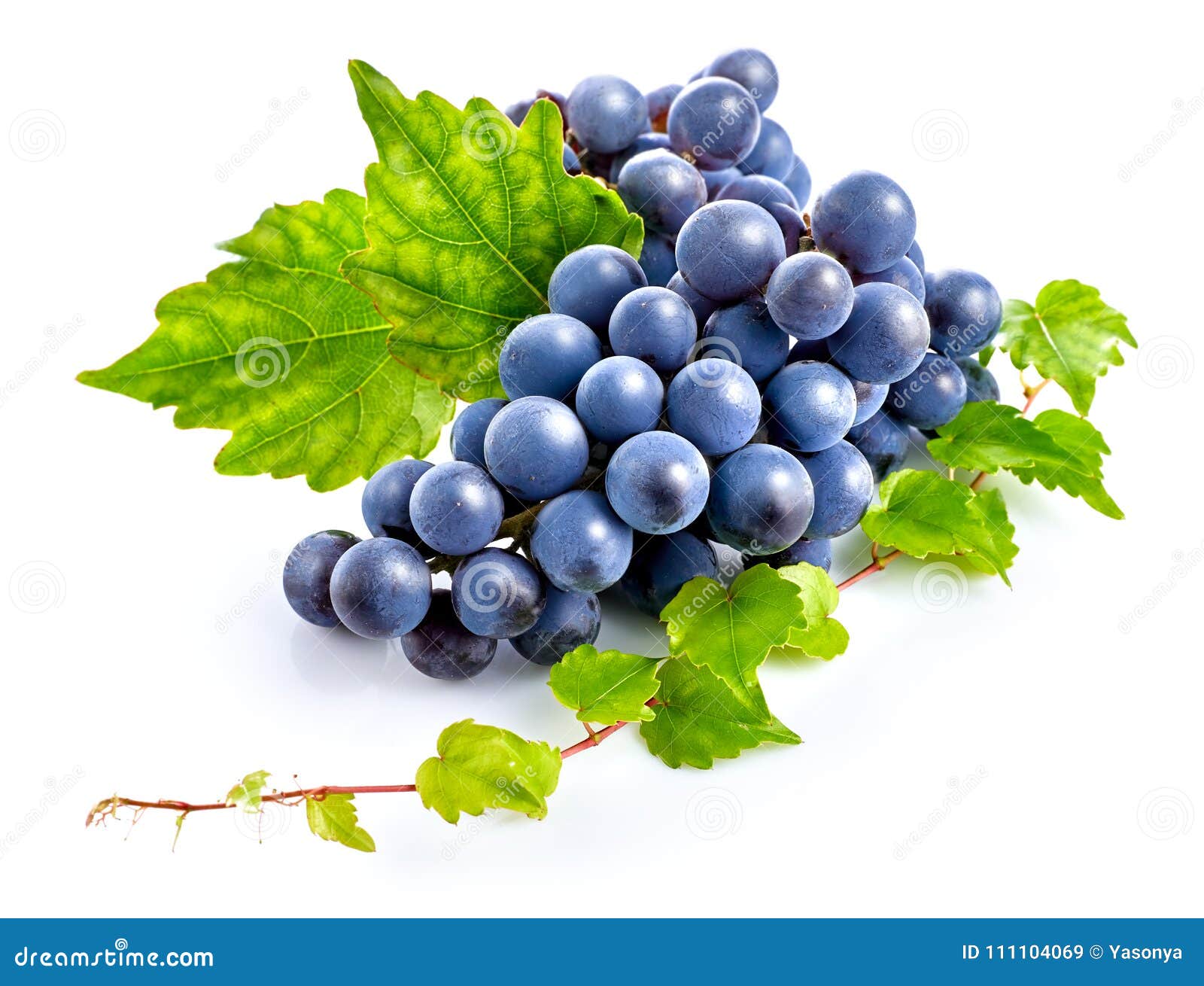 Blaue Trauben Mit Grüner Blattgesunder Ernährung Stockbild - Bild von ...