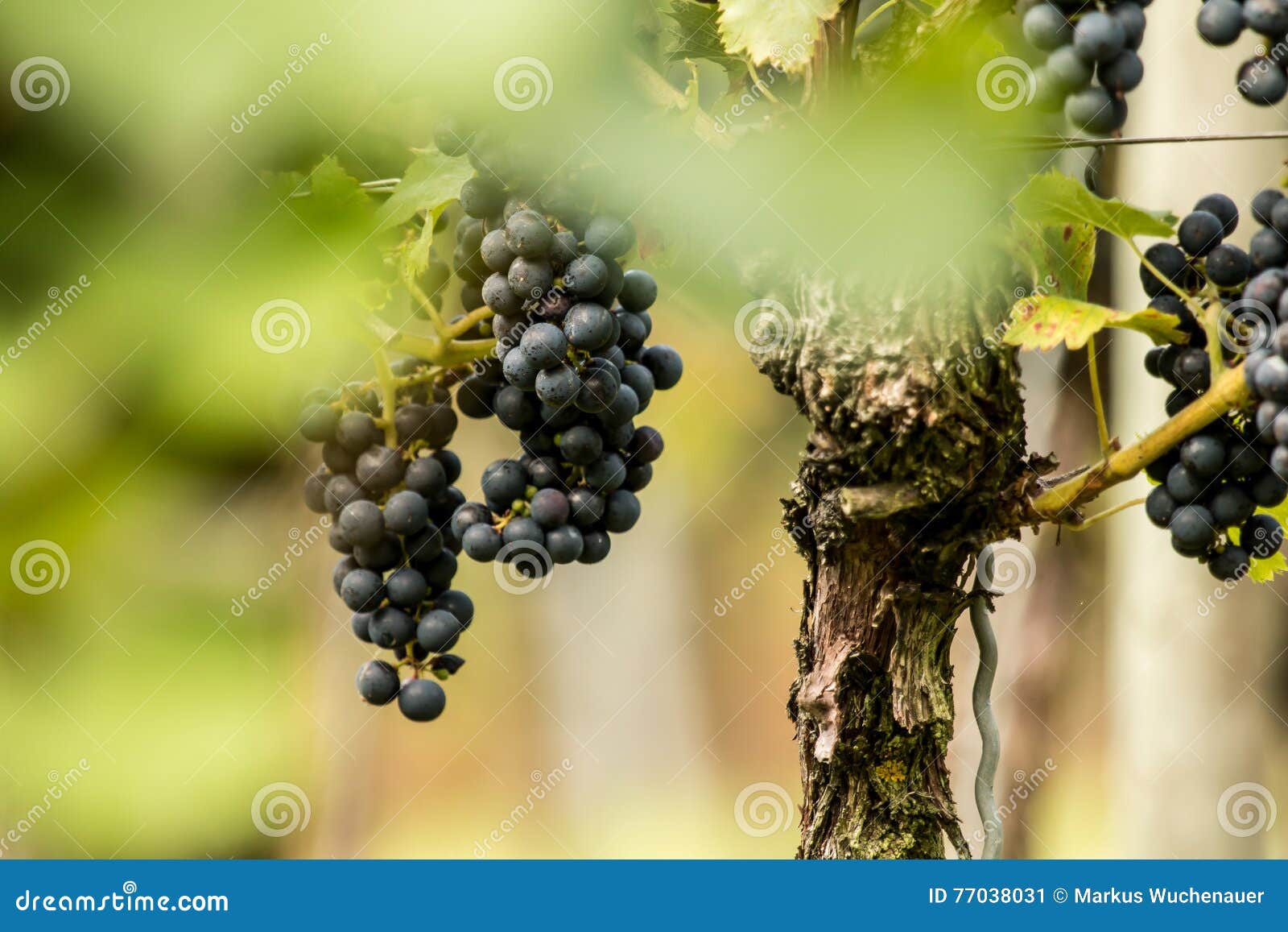 Blaue Trauben U. X28; Vitis Vinifera U. X29; Stockbild - Bild von eisen ...