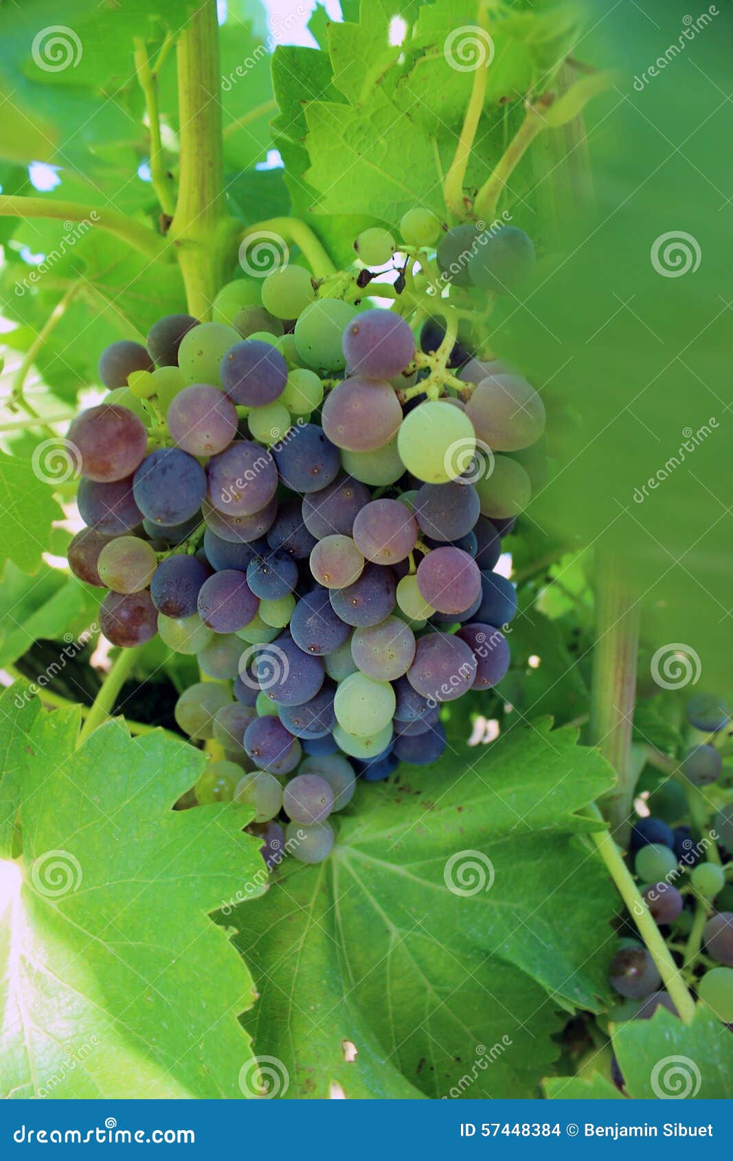 Blaue Trauben von Muscat stockfoto. Bild von ernte, schwarzes - 57448384