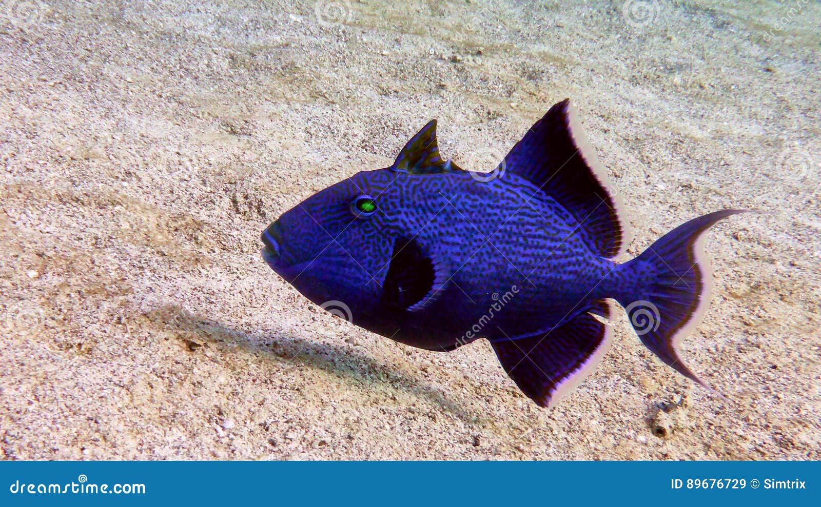 Blaue Triggerfische Im Roten Meer Stockbild - Bild von tauchen, meer ...