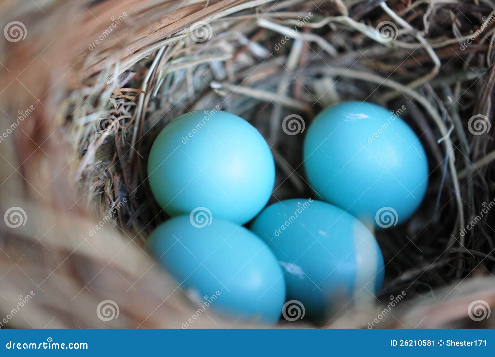 Blaue Vogeleier stockbild. Bild von drossel, vogelhaus - 26210581