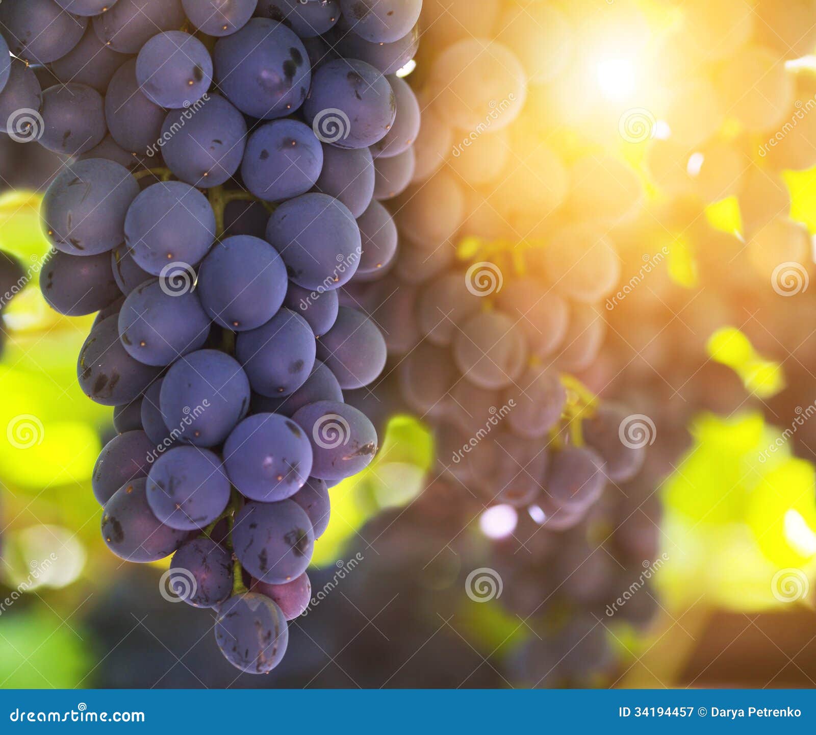 Blaue Weintrauben stockbild. Bild von busch, blau, material - 34194457
