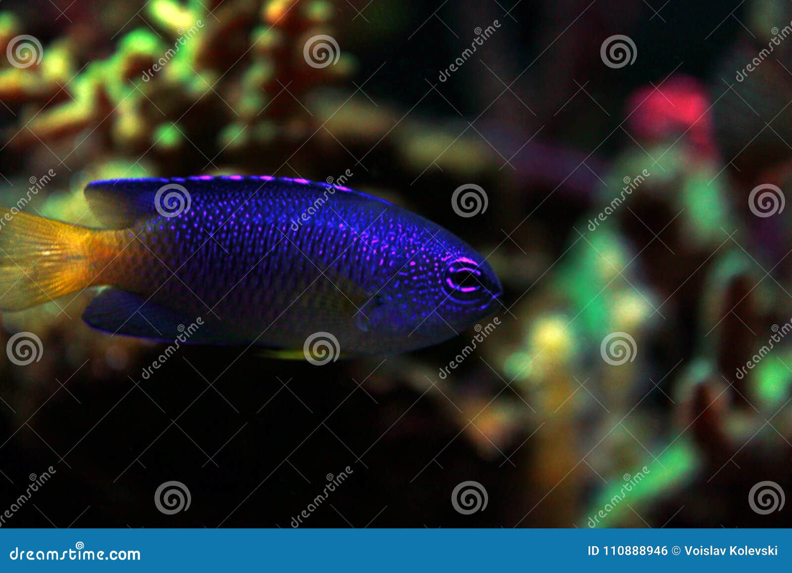 Blauer Damselfish Fidschis - Chrysiptera-taupou Stockfoto - Bild von ...