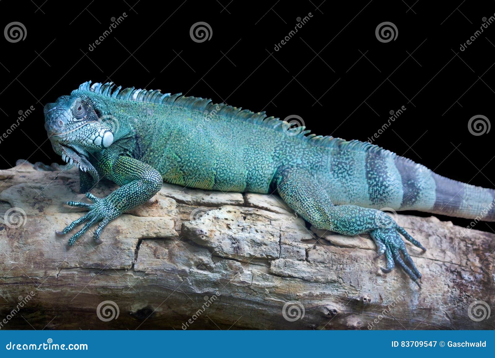 Blauer Drache - Grüner Leguan Auf Schwarzem Stockbild - Bild von ...
