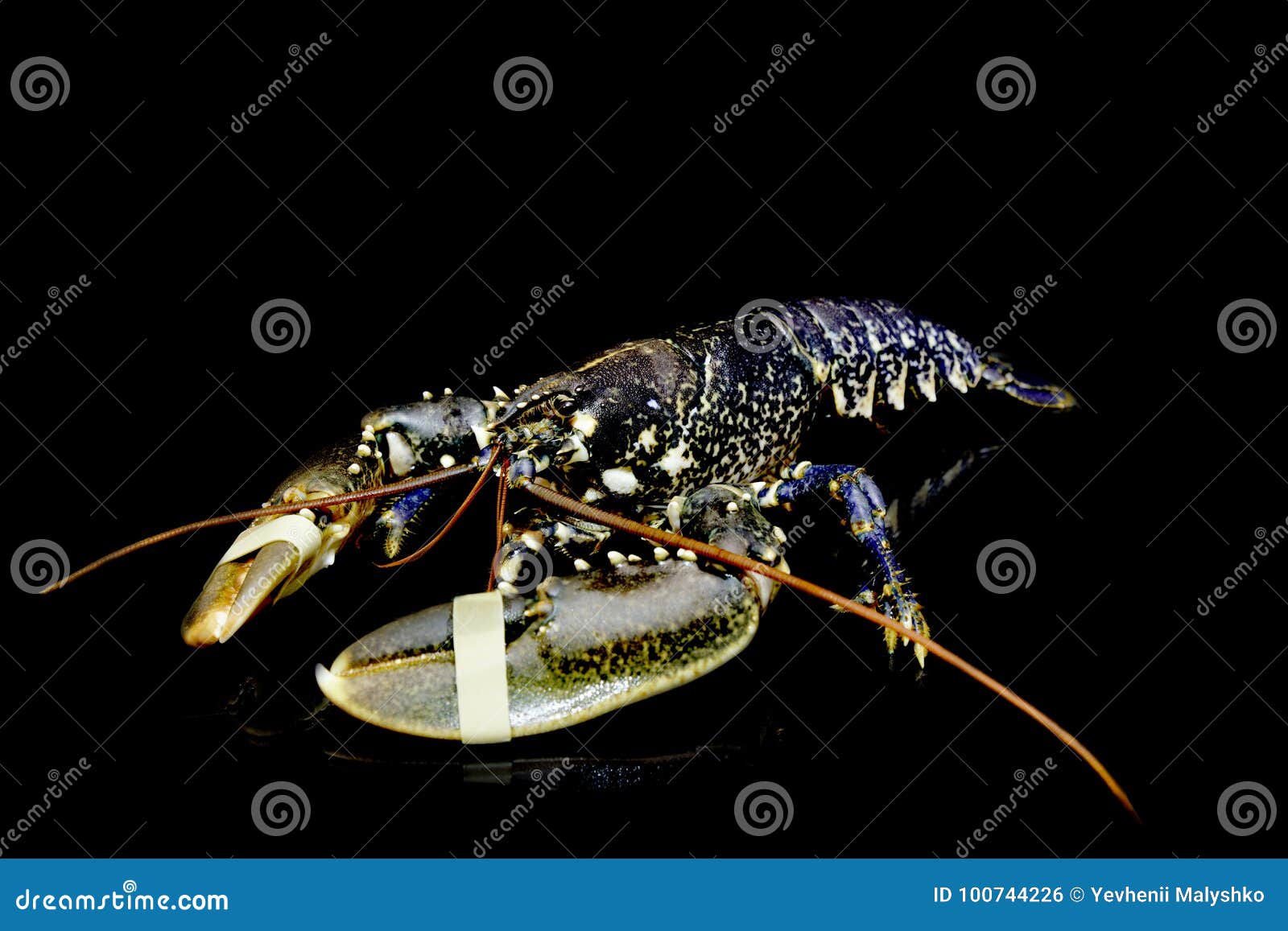 Blauer Hummer stockfoto. Bild von hintergrund, schalentiere - 100744226