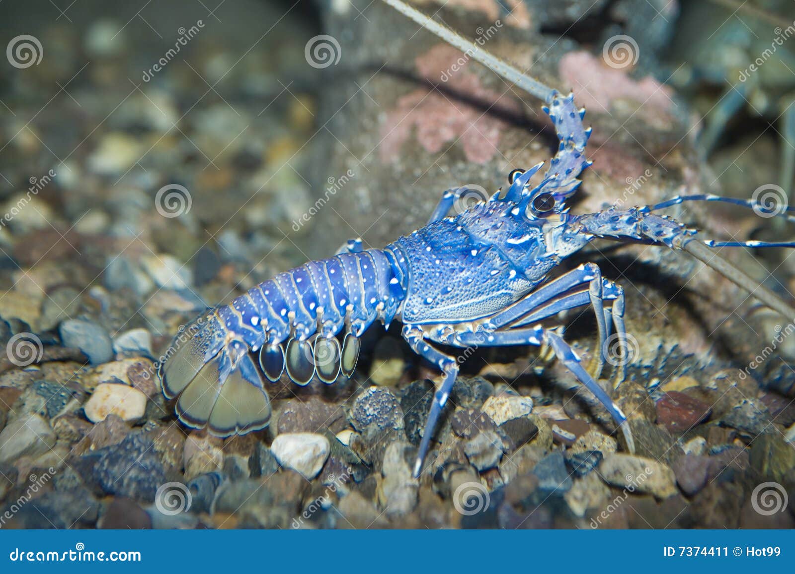 Blauer Hummer stockbild. Bild von jagd, ozean, tier, zartheit - 7374411