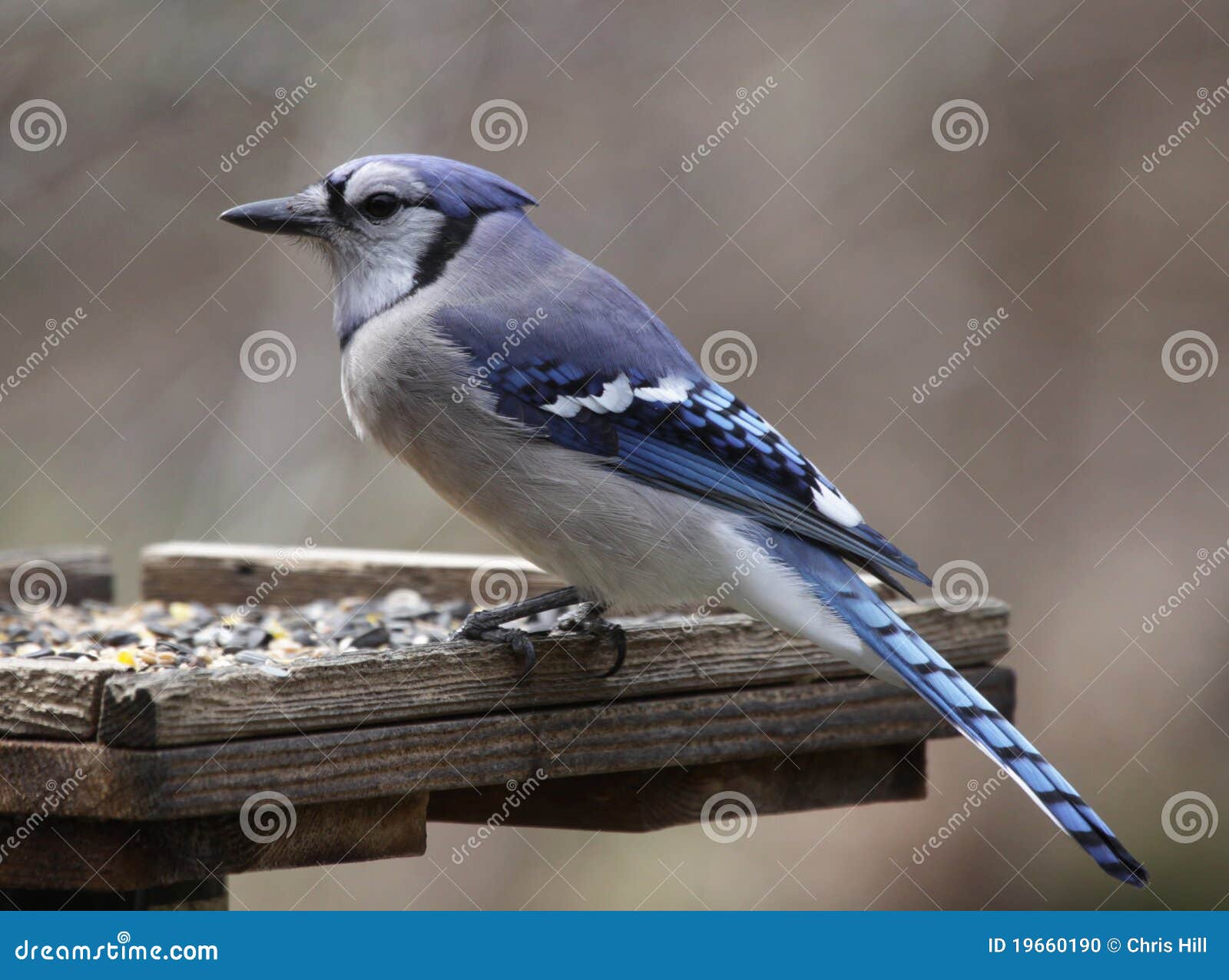 Blauer Jay Auf Einer Zufuhr Stockfoto - Bild von kanada, saatgut: 19660190