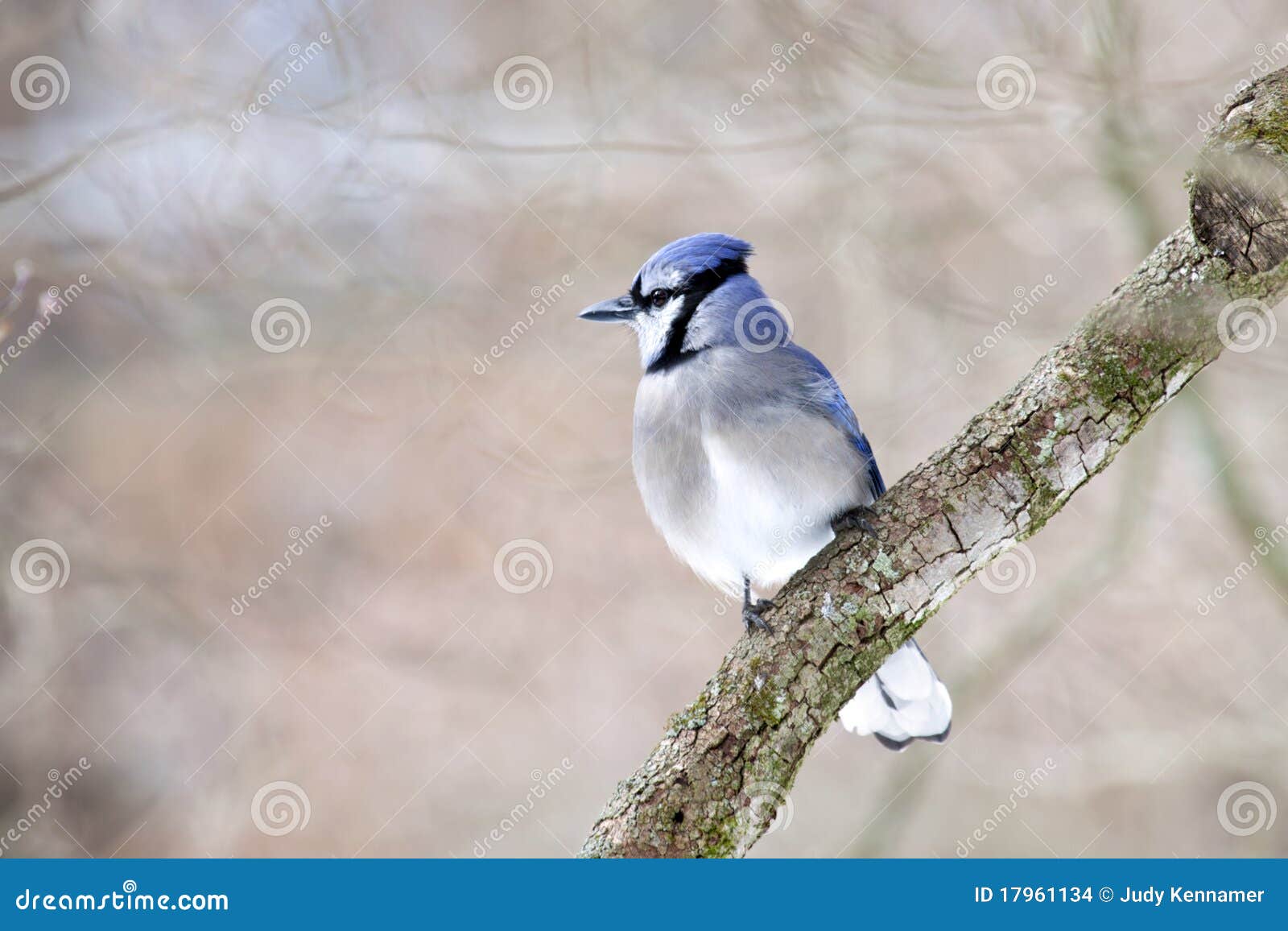 Blauer Jay-Vogel auf Glied stockfoto. Bild von glied - 17961134