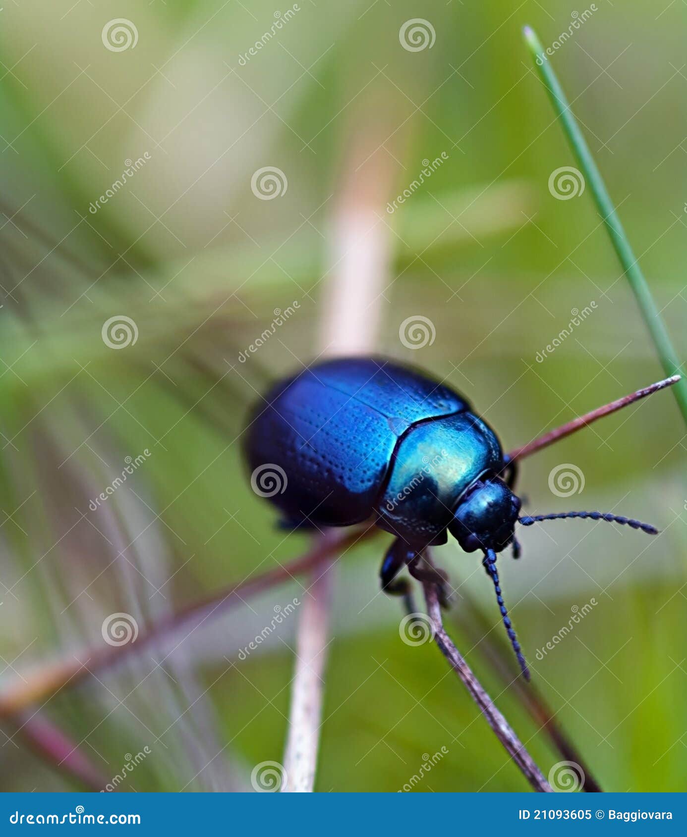 Blauer Käfer stockbild. Bild von zoologie, fahrwerkbeine - 21093605