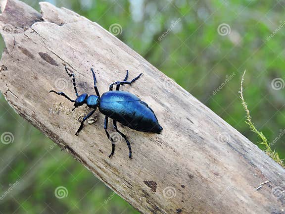 Blauer Käfer stockfoto. Bild von programmfehler, farben - 71088904