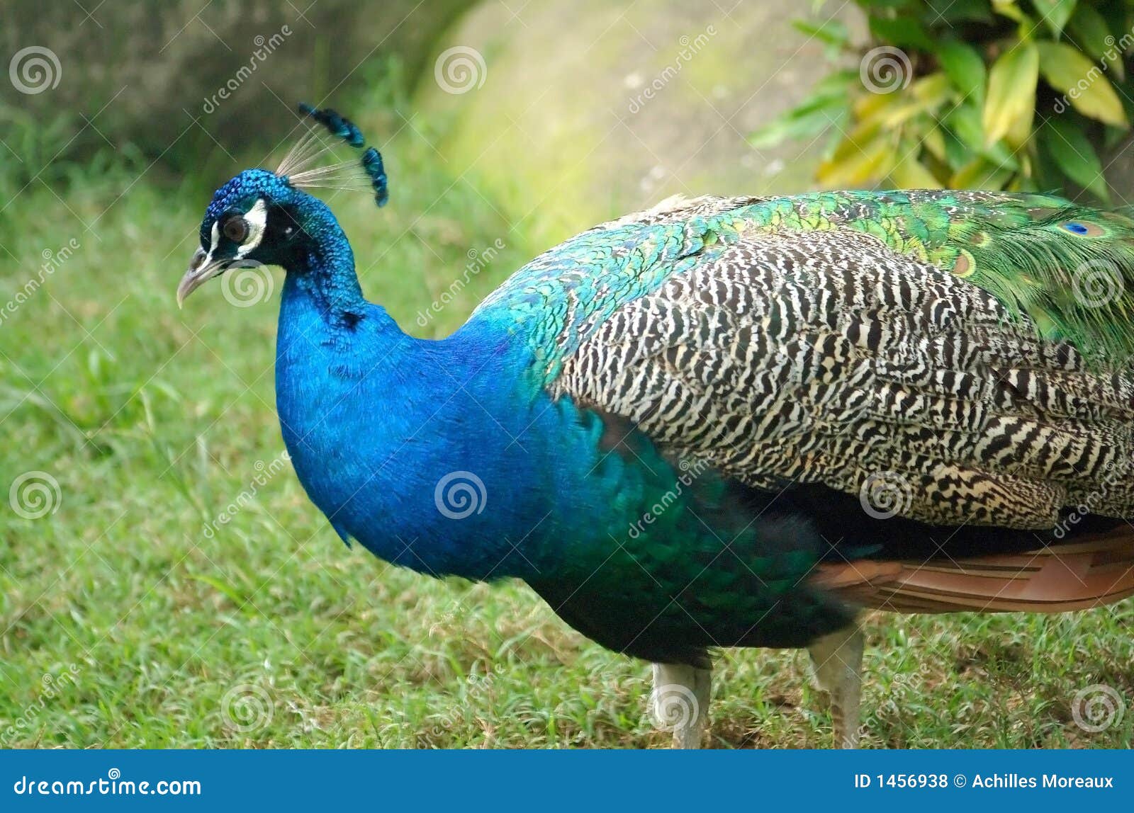 Blauer Pfau stockfoto. Bild von tier, blau, garten, pfau - 1456938