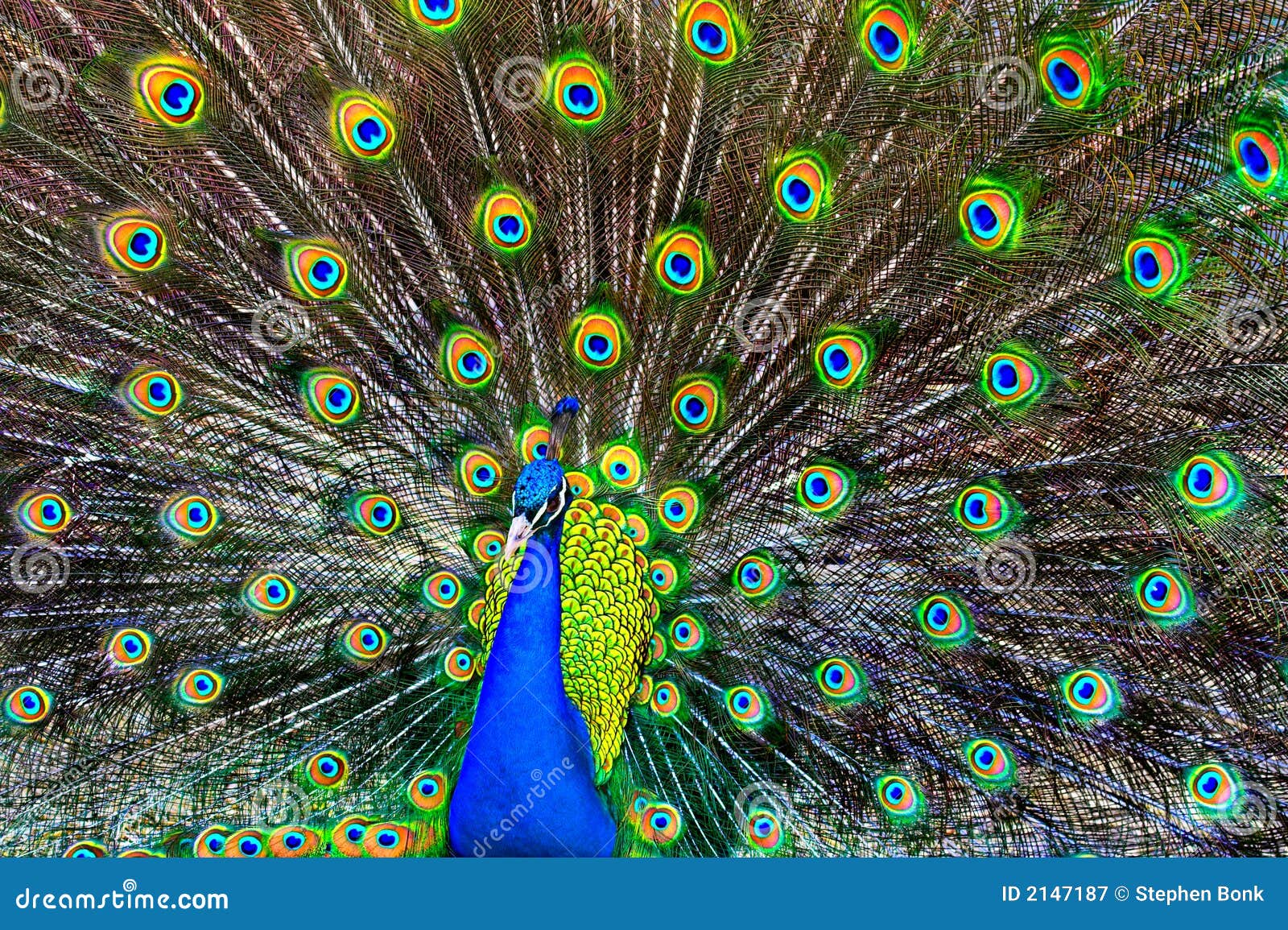 Blauer Pfau stockbild. Bild von tier, schnabel, mann, vögel - 2147187