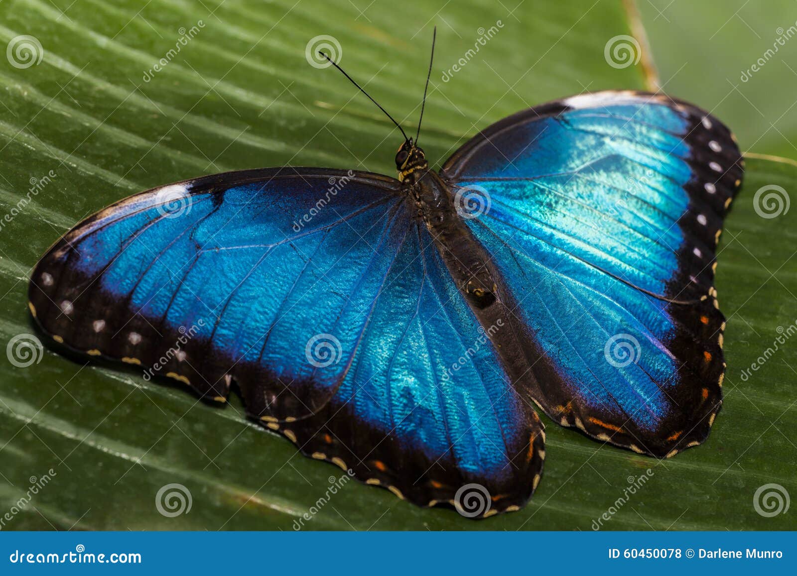 Blauer Schimmer stockfoto. Bild von farbe, tier, muster - 60450078