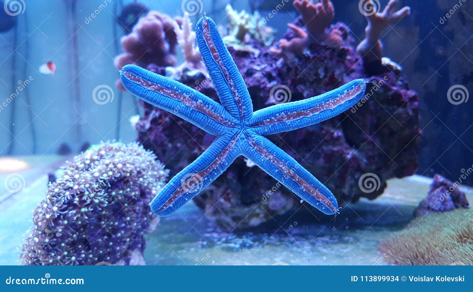 Blauer Seestern - Linckia-laevigata Stockfoto - Bild von bild ...