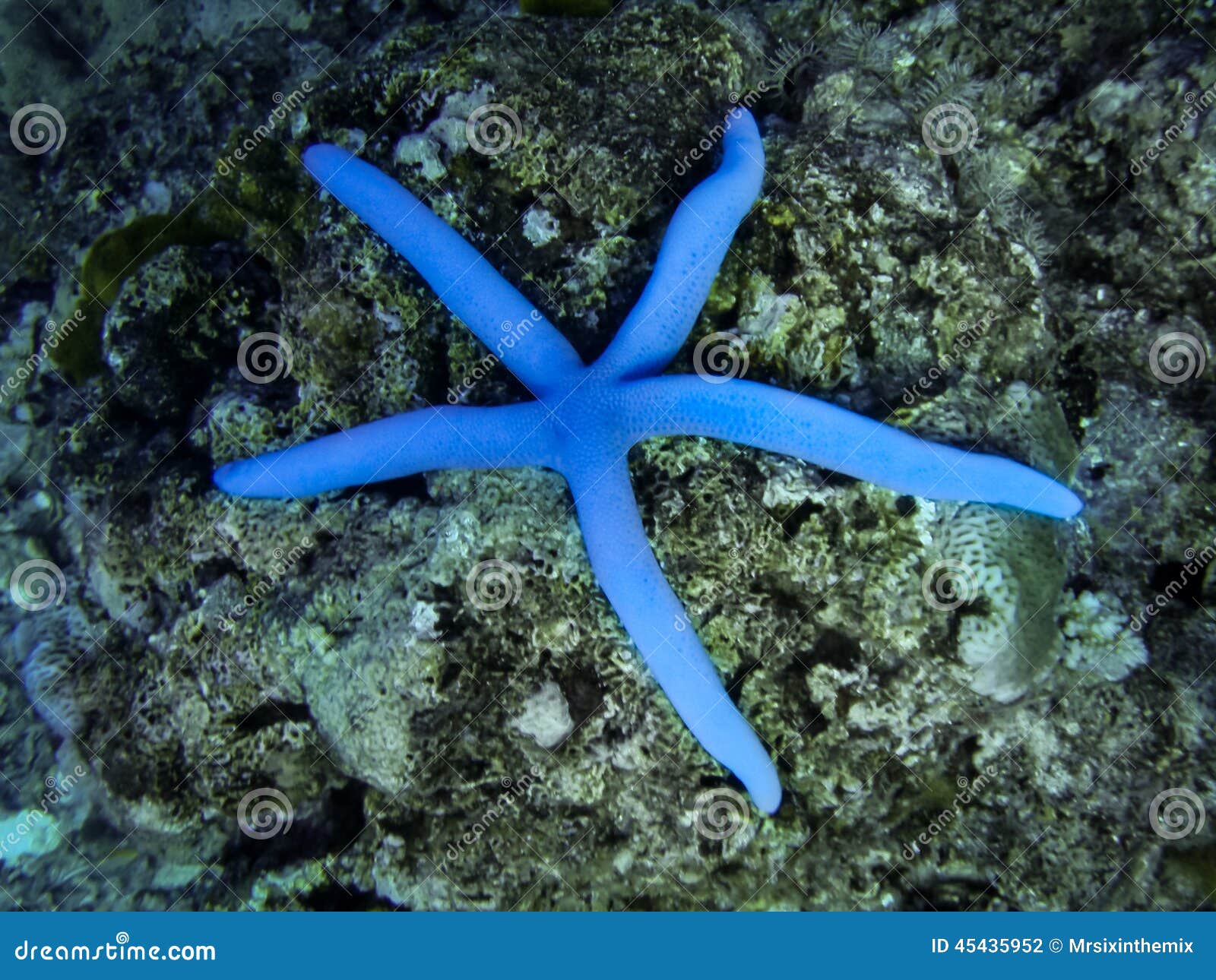 Blauer Seestern Unterwasser Stockfoto - Bild von meer, fünf: 45435952