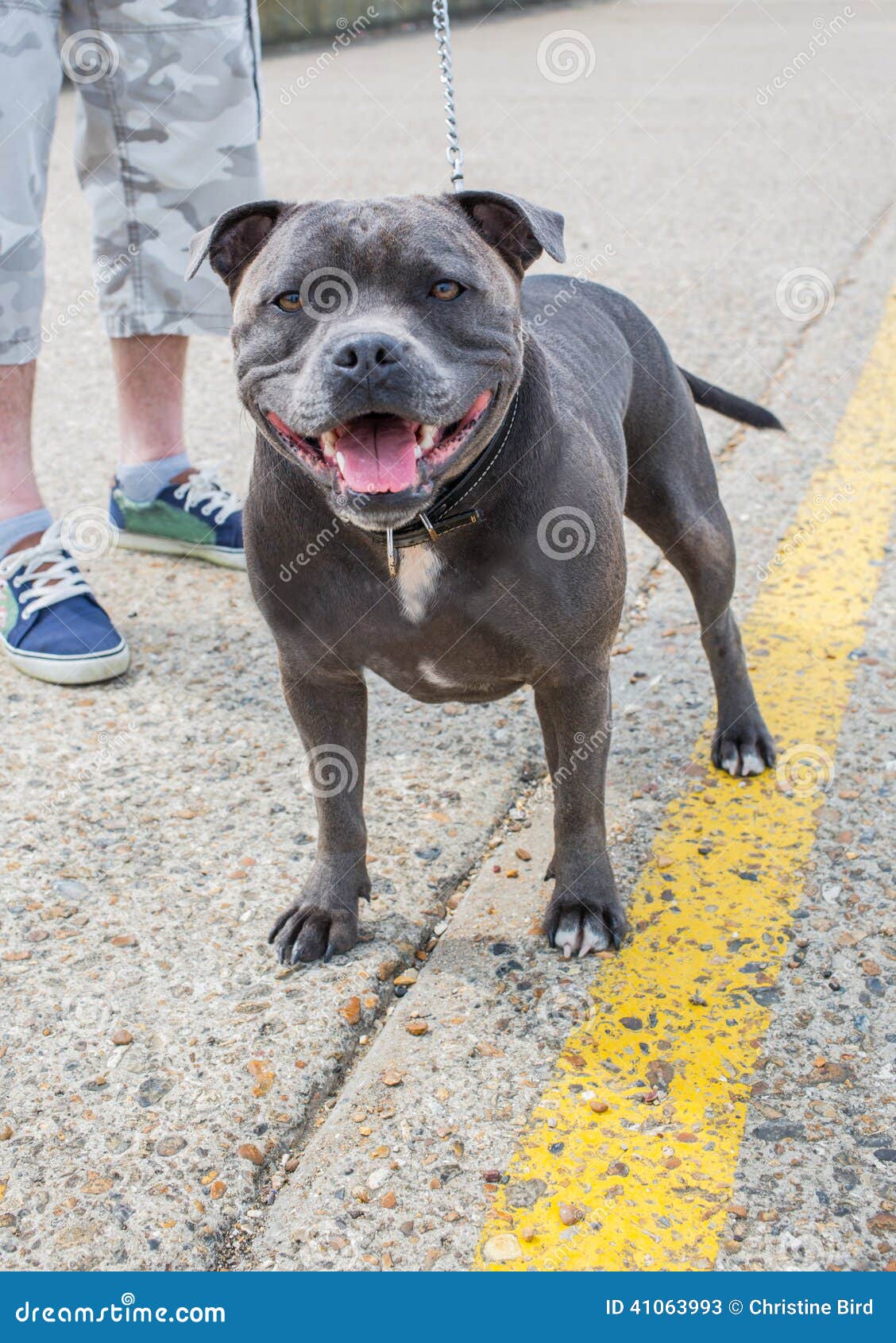 Blauer Bullterrier