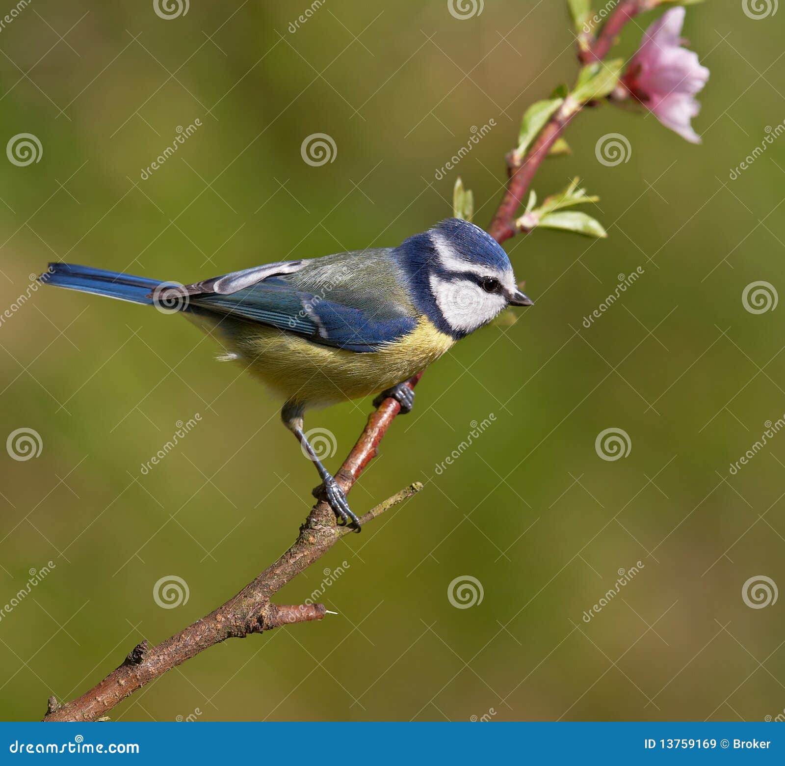 Blauer Tit, Parus Caeruleus Stockbild - Bild von tier, schön: 13759169